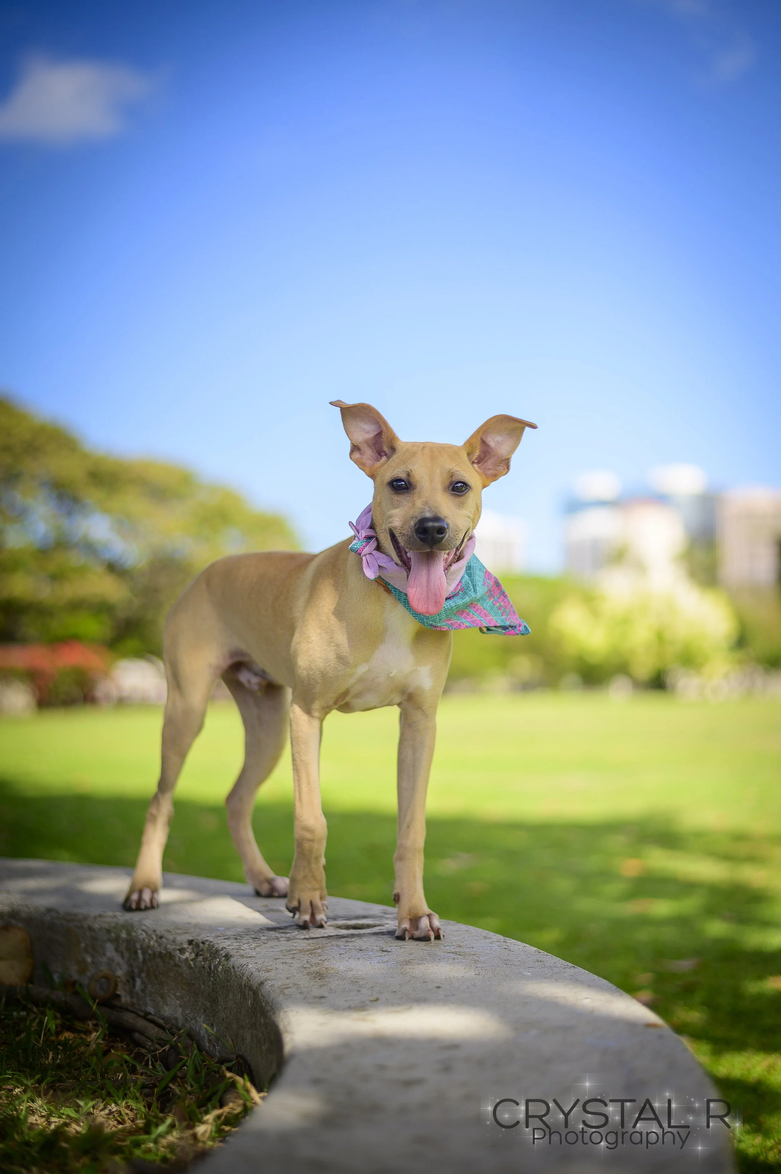 Fur-Angel Foundation