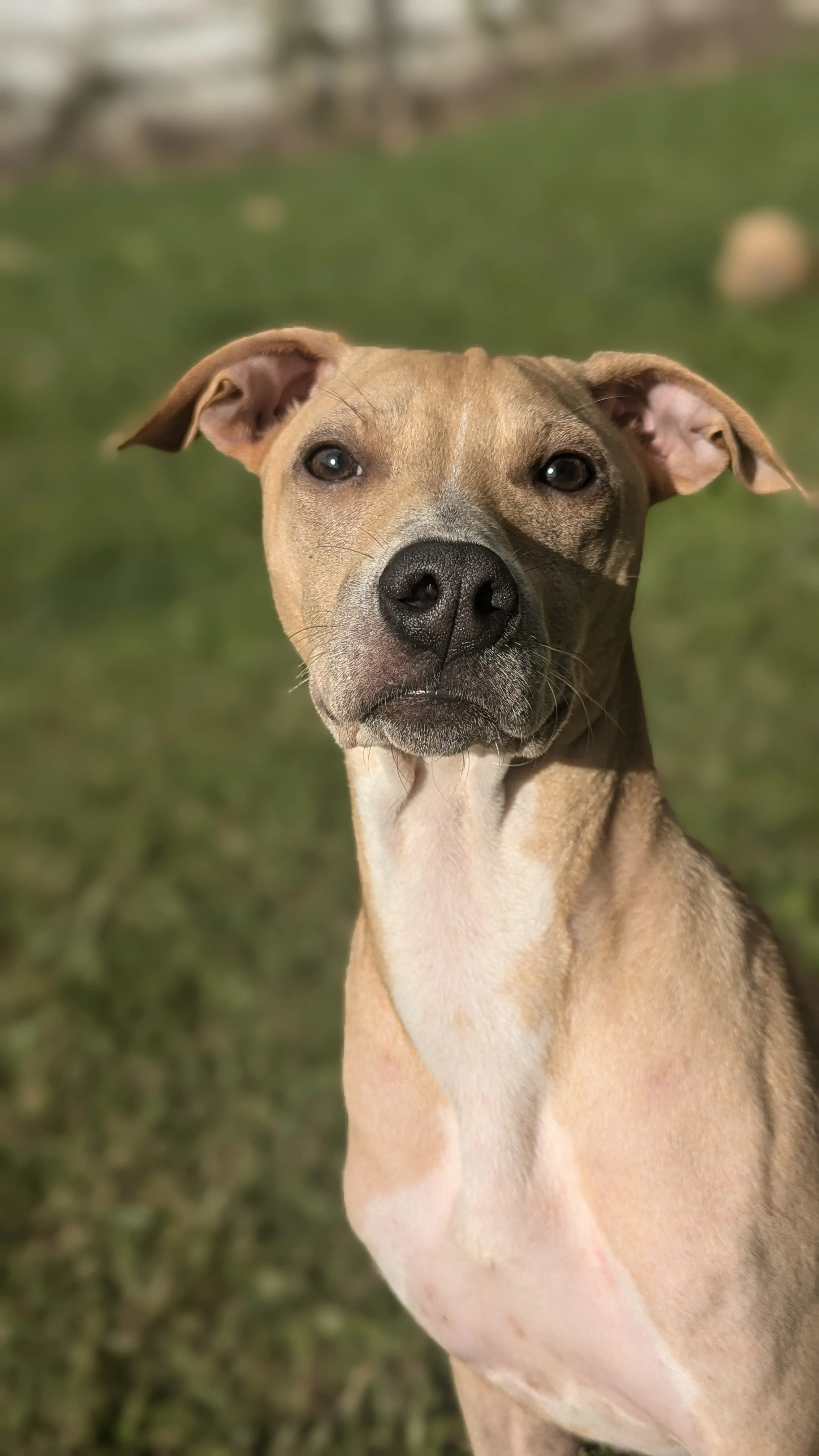 Fur-Angel Foundation