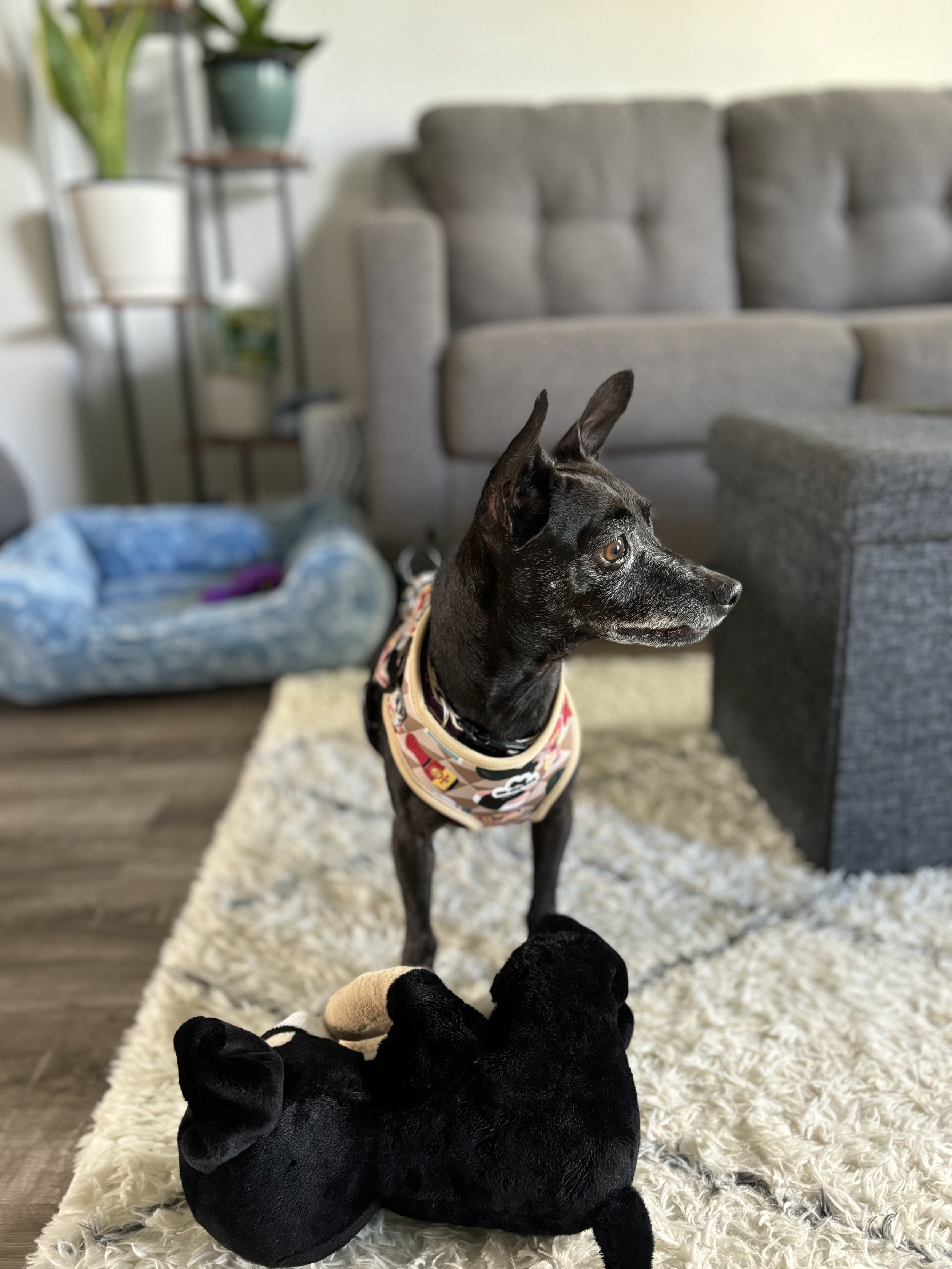 Fur-Angel Foundation