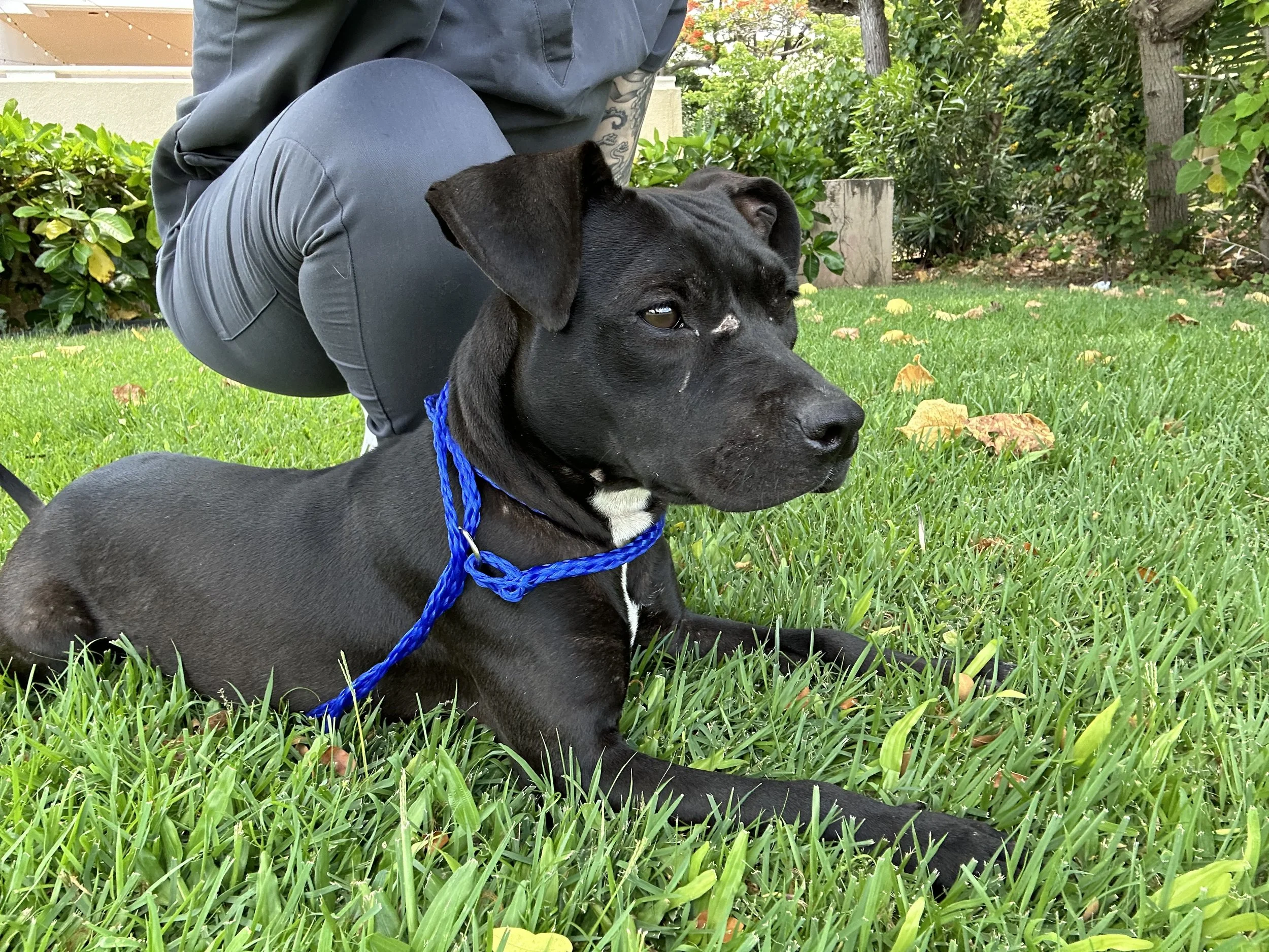 Fur-Angel Foundation