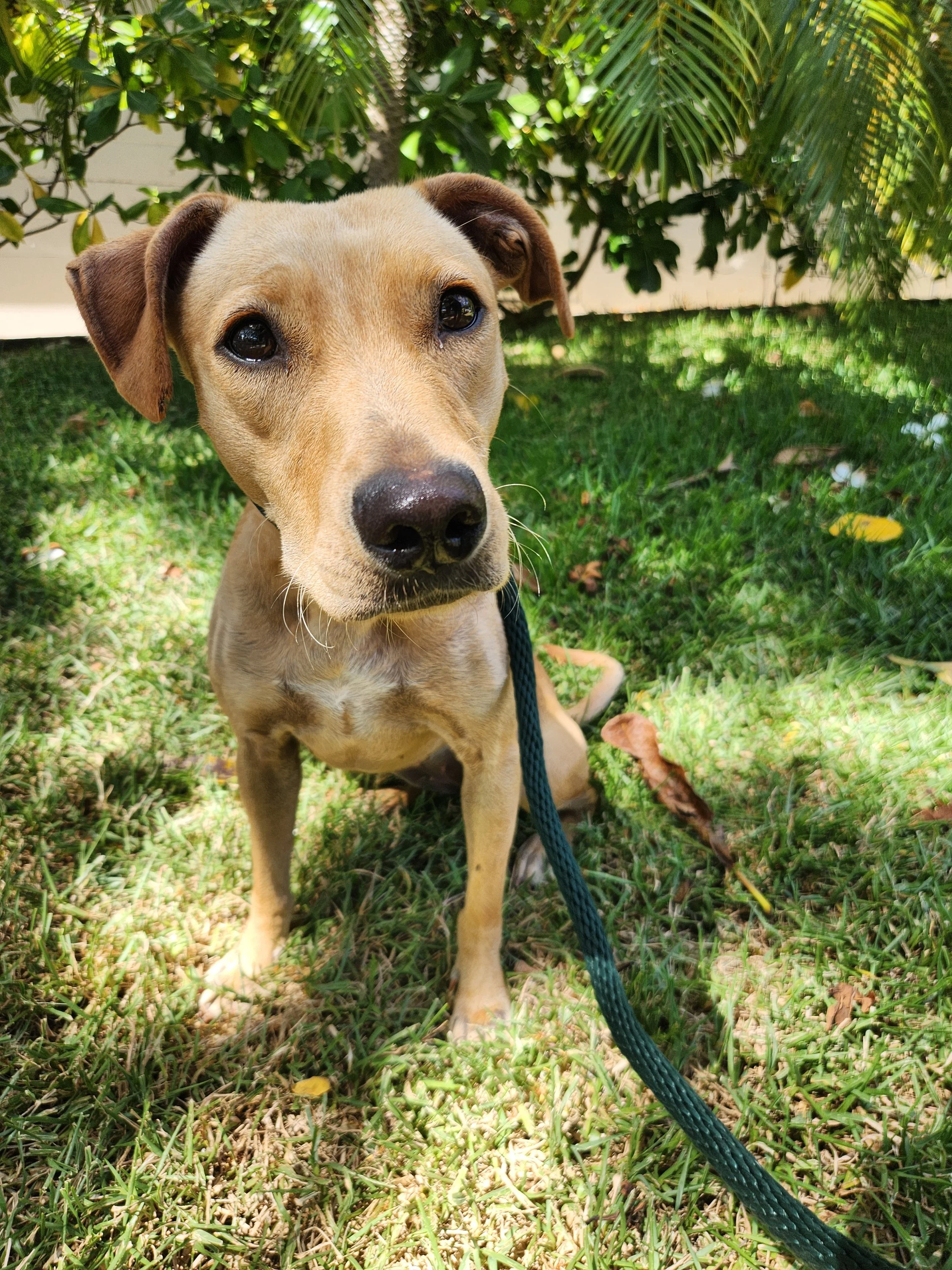 Fur-Angel Foundation