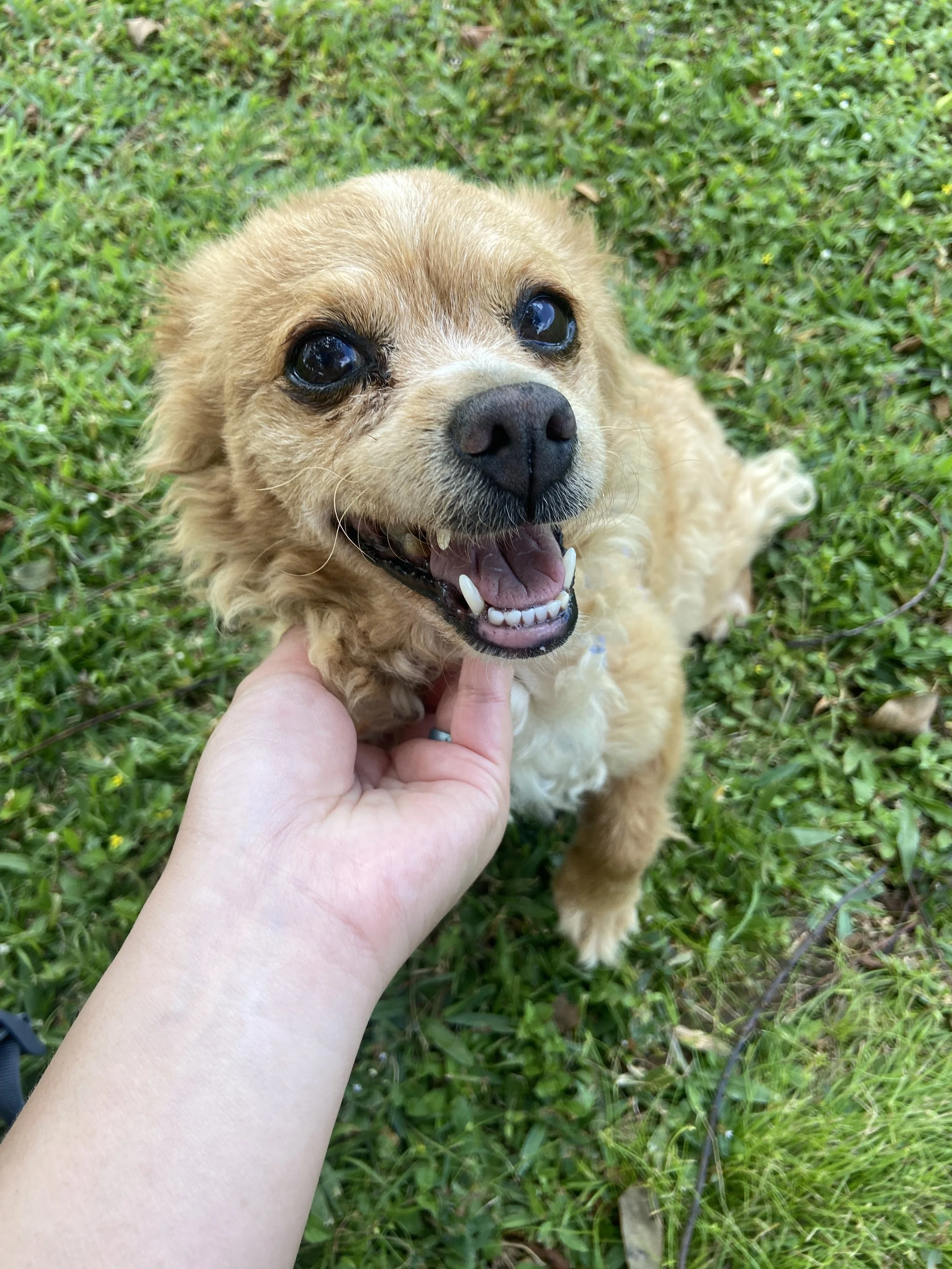 Fur-Angel Foundation