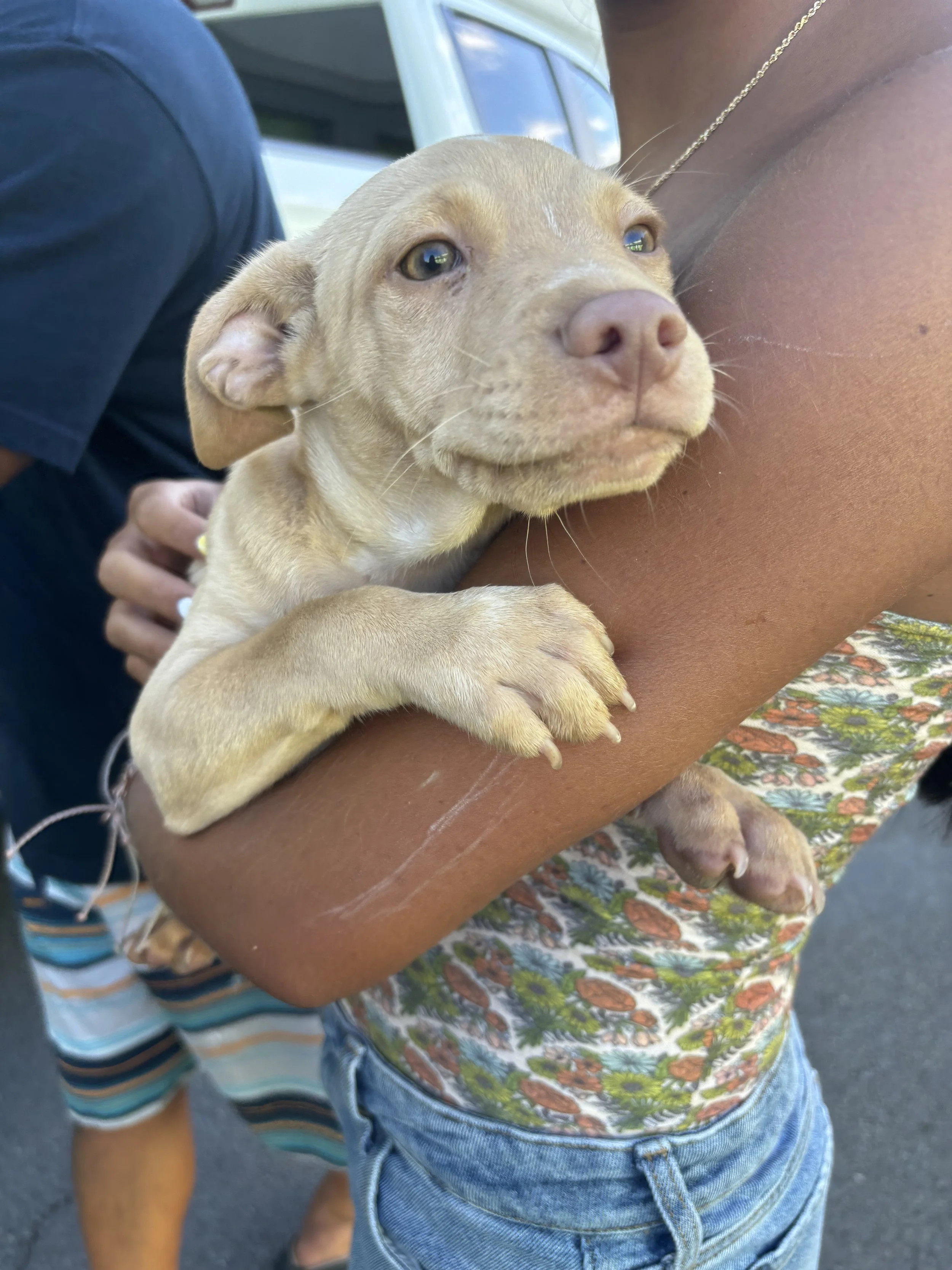 Fur-Angel Foundation