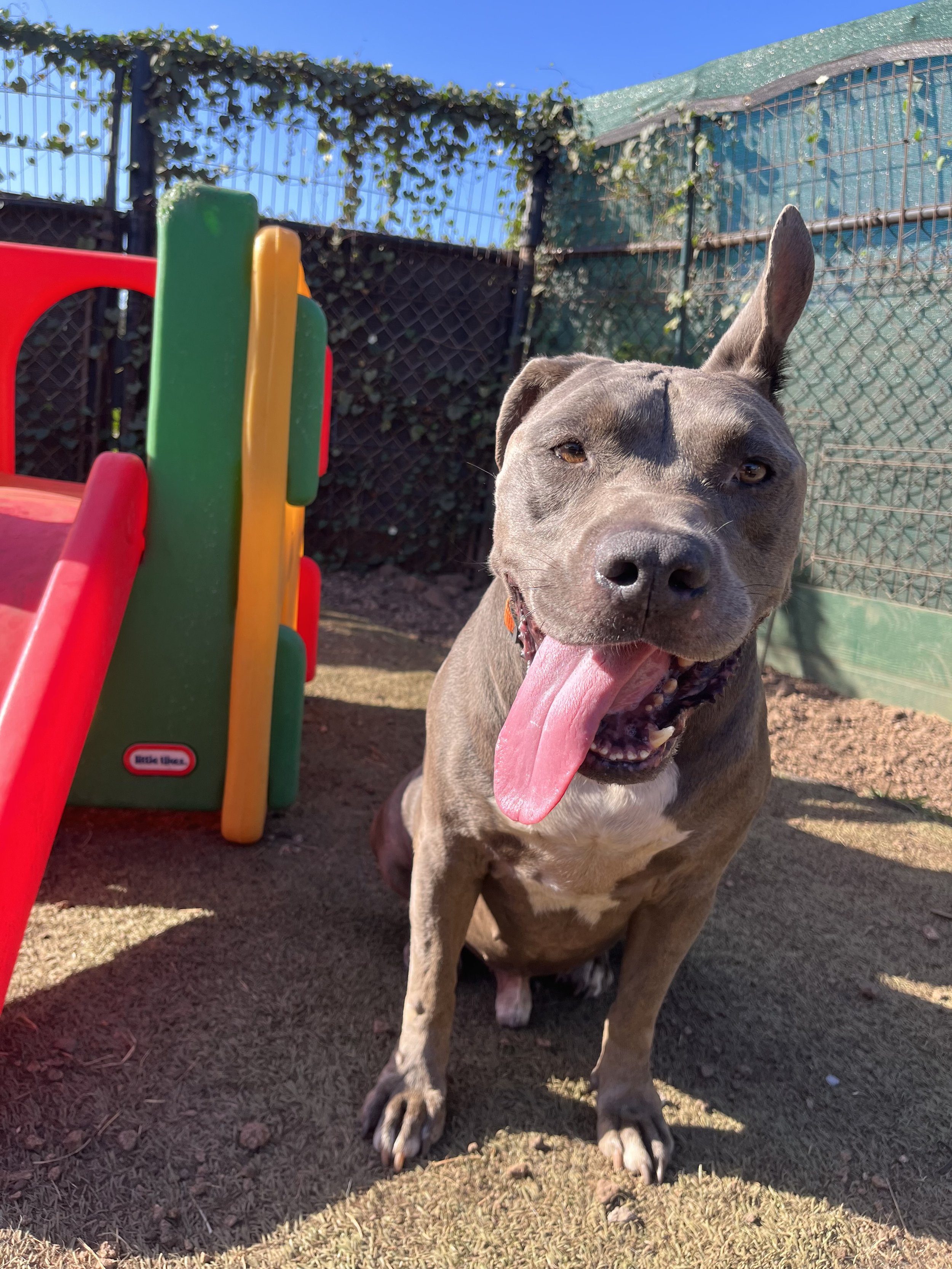 Fur-Angel Foundation