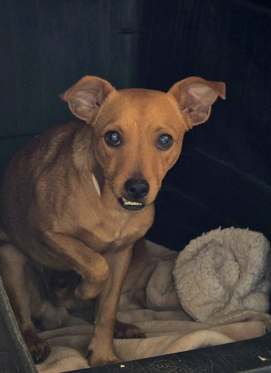 Fur-Angel Foundation