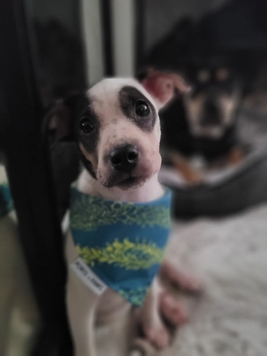 Fur-Angel Foundation