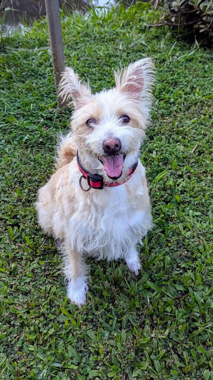 Fur-Angel Foundation