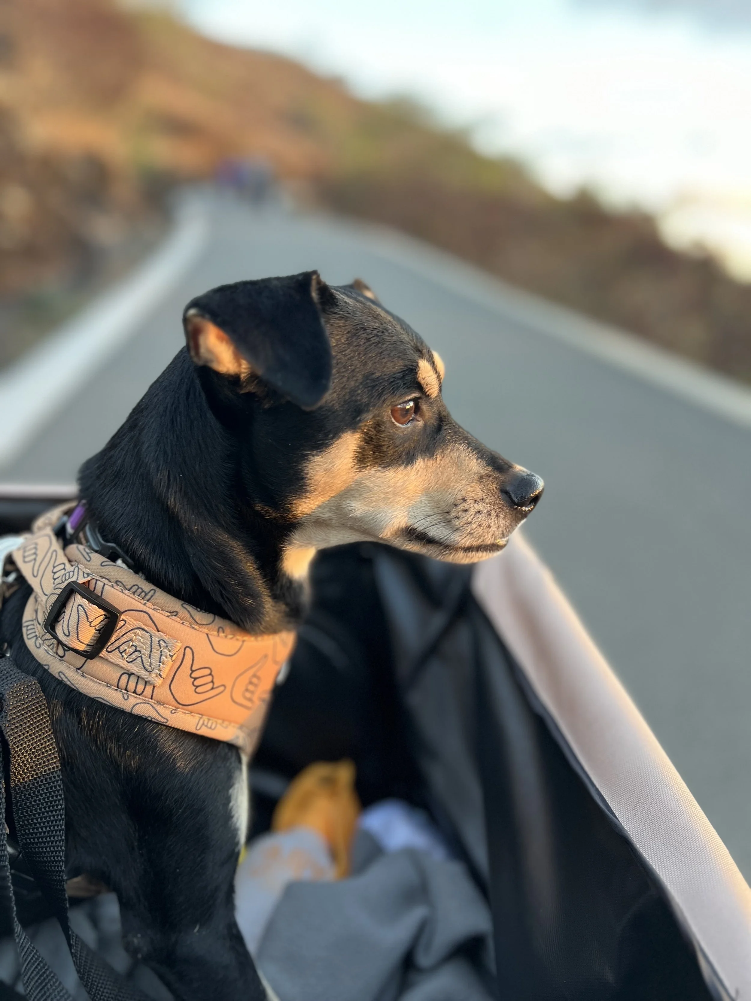 Fur-Angel Foundation