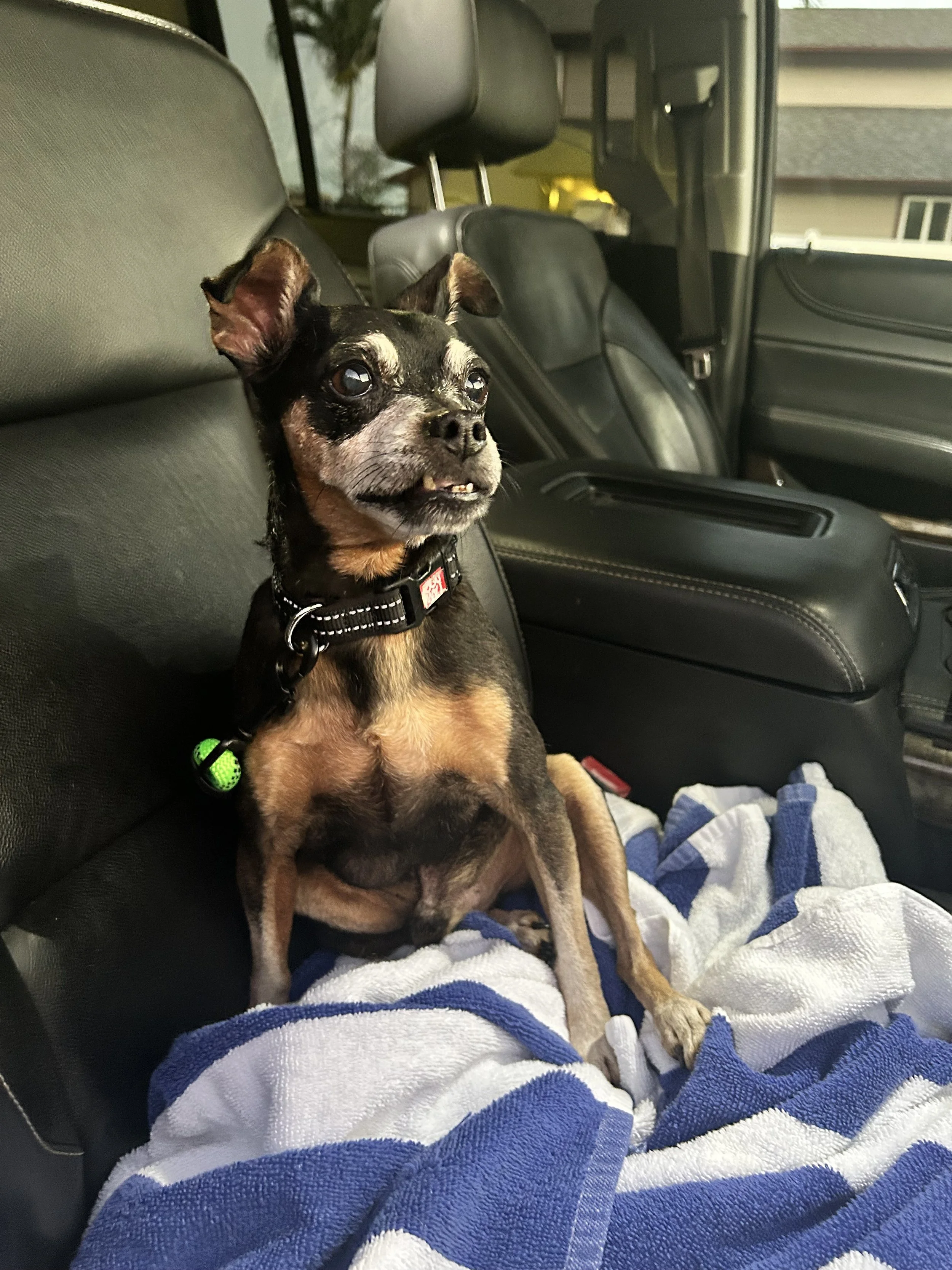 Fur-Angel Foundation