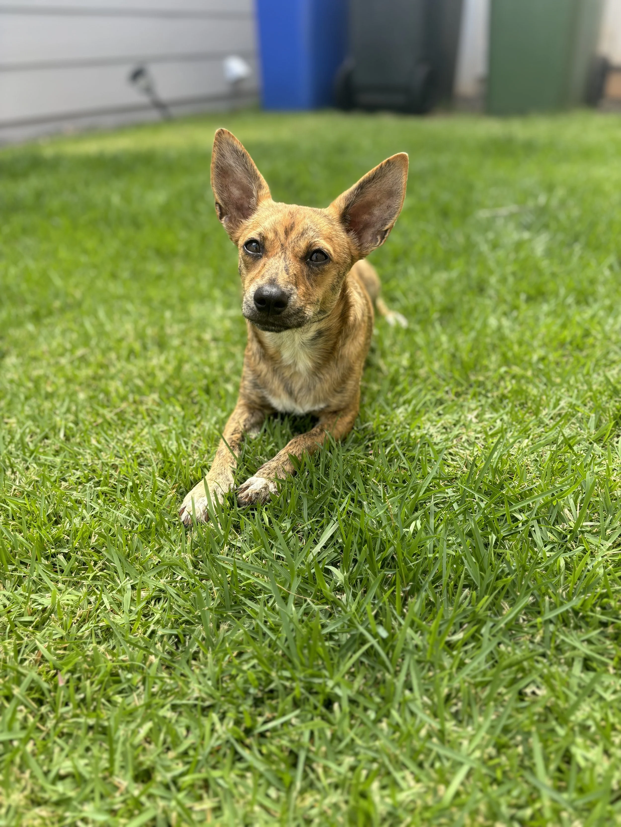 Fur-Angel Foundation