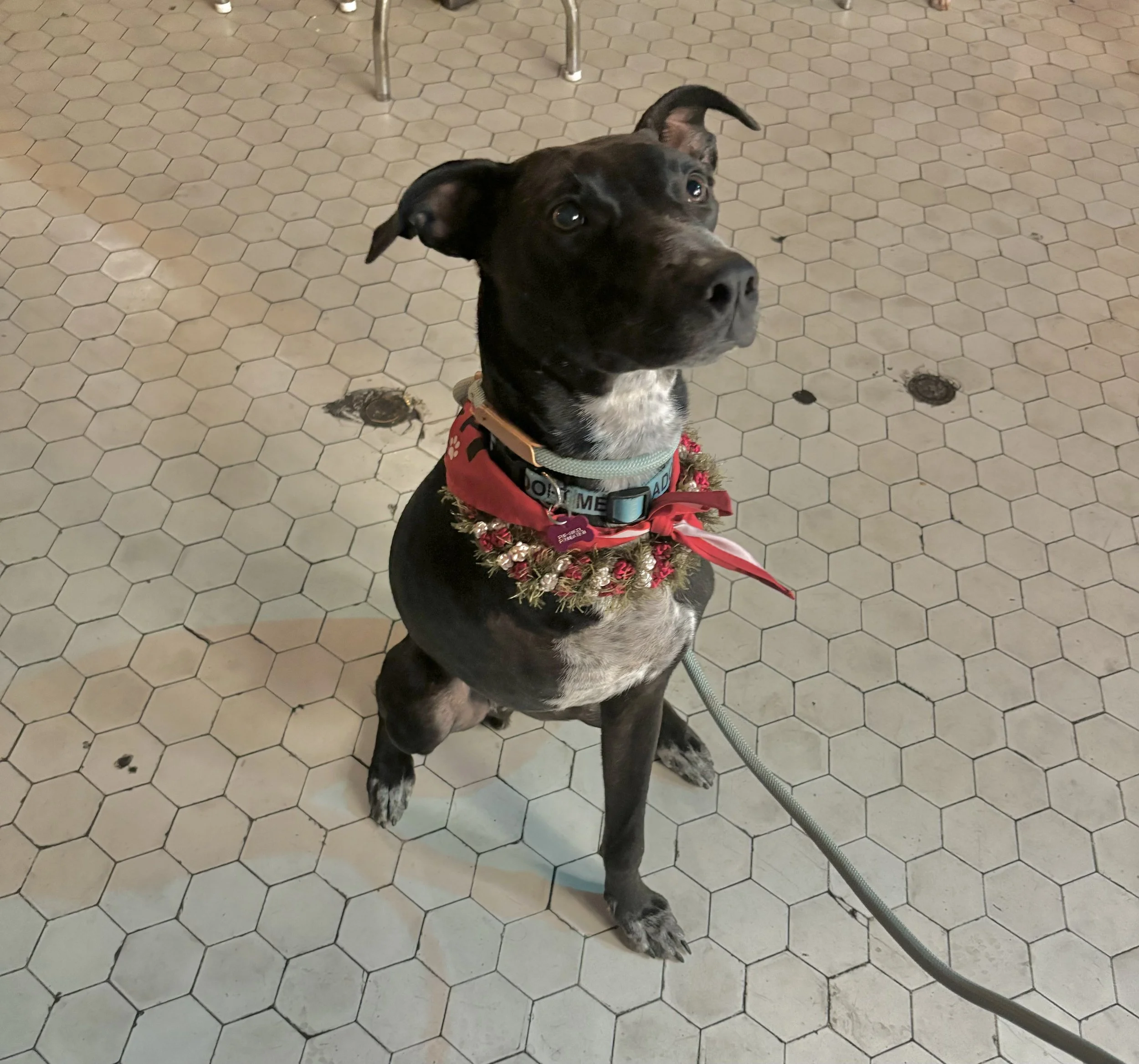 Fur-Angel Foundation