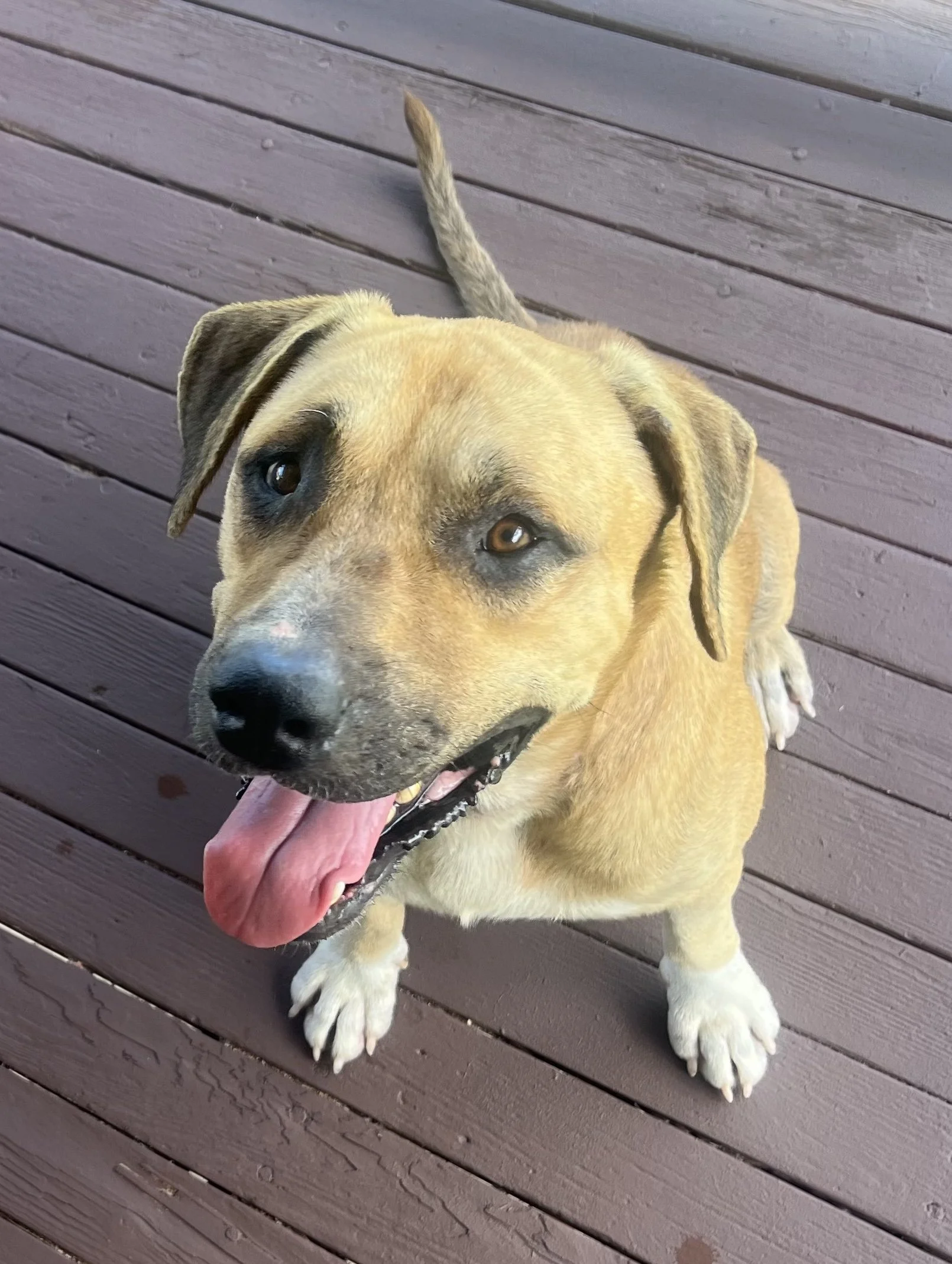 Fur-Angel Foundation