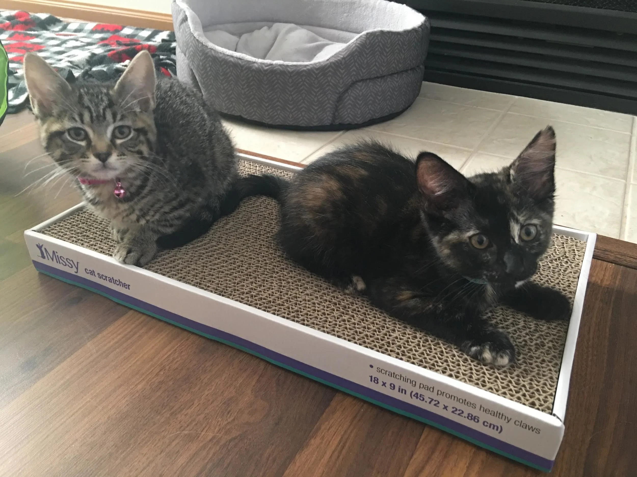Hazel's Class, Adoption Updates, Pt. 1 — Kitten Academy