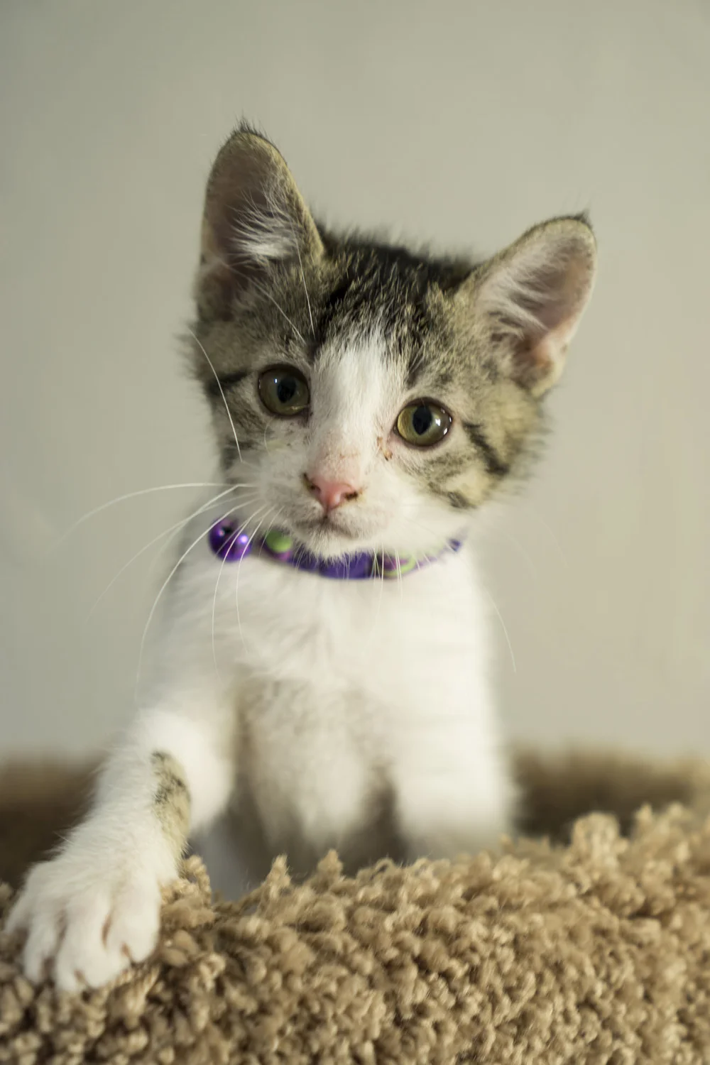 All the Mews That's Fit to Print — Kitten Academy