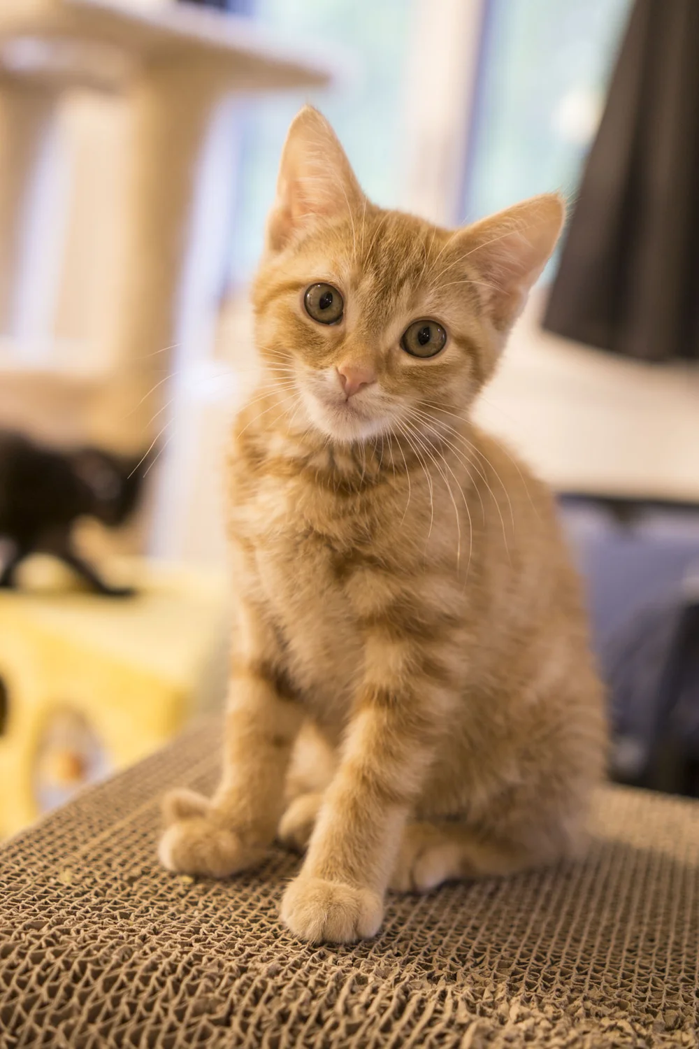 All the Mews That's Fit to Print — Kitten Academy