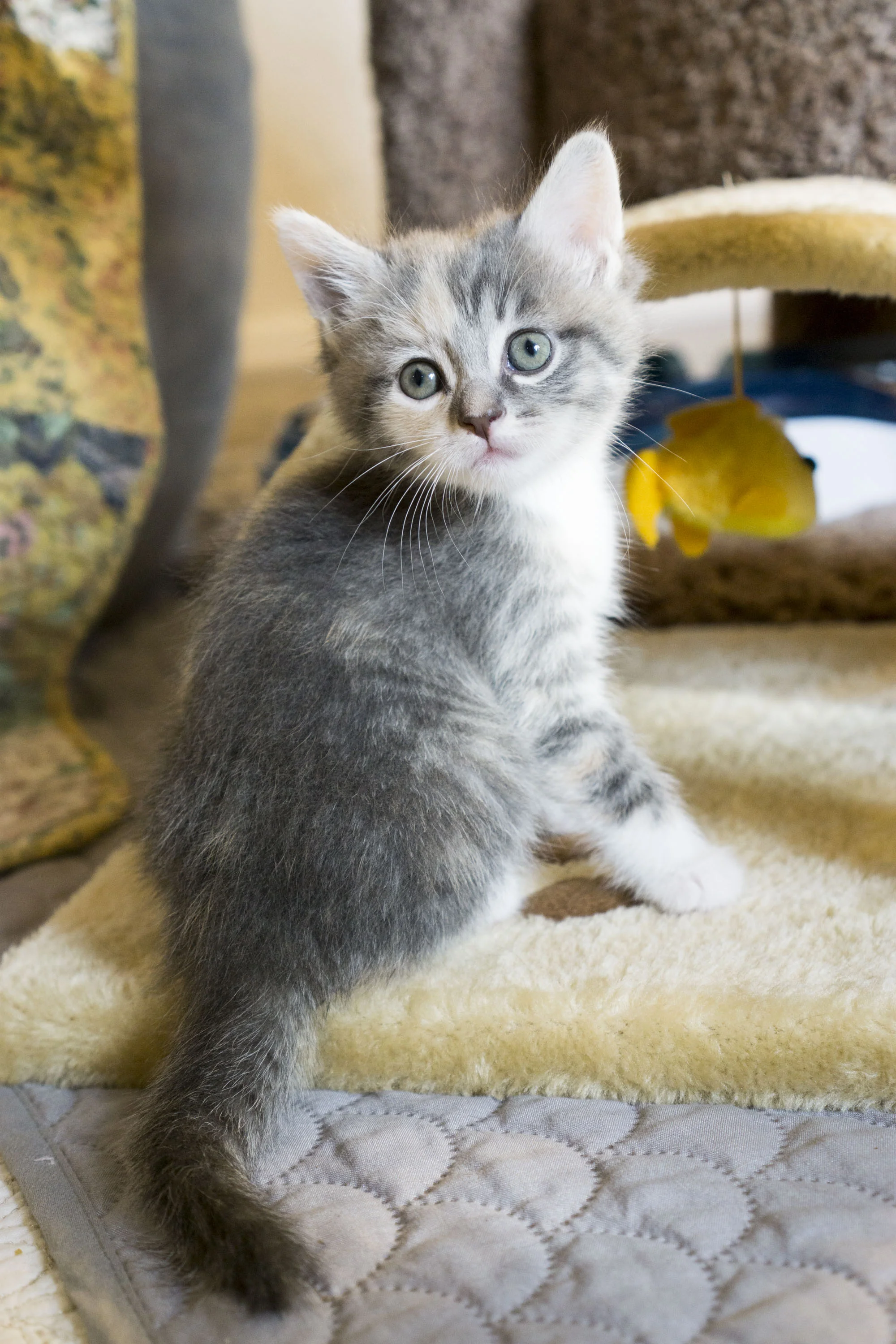 Today's Photoshoot — Kitten Academy