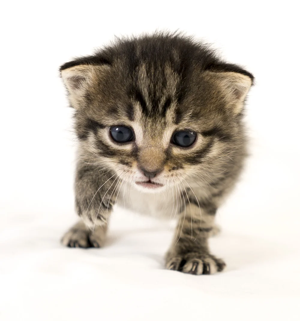 Introducing The Fonts! (Part Two) — Kitten Academy