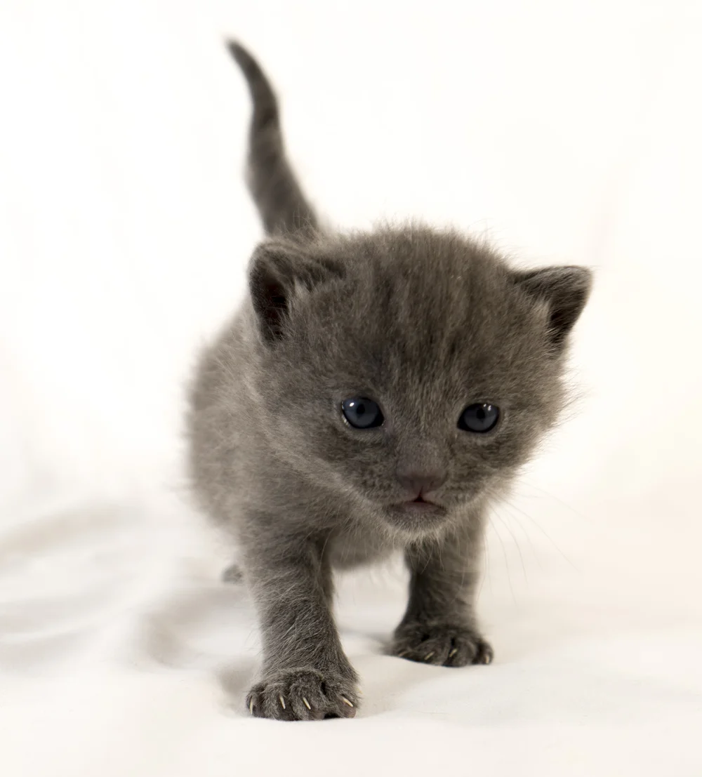 Introducing The Fonts! (Part Two) — Kitten Academy