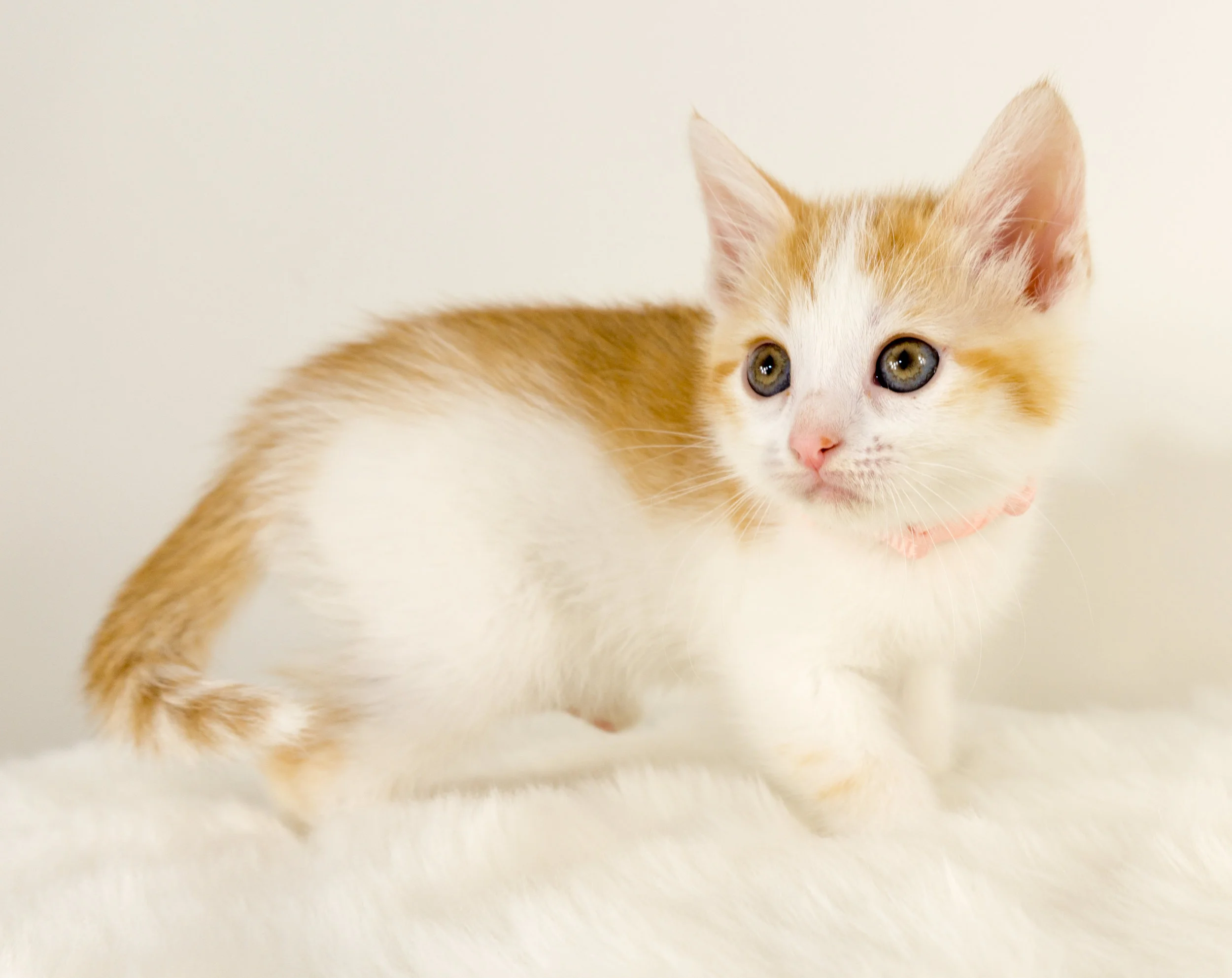 Introducing the Coffee Cats! — Kitten Academy