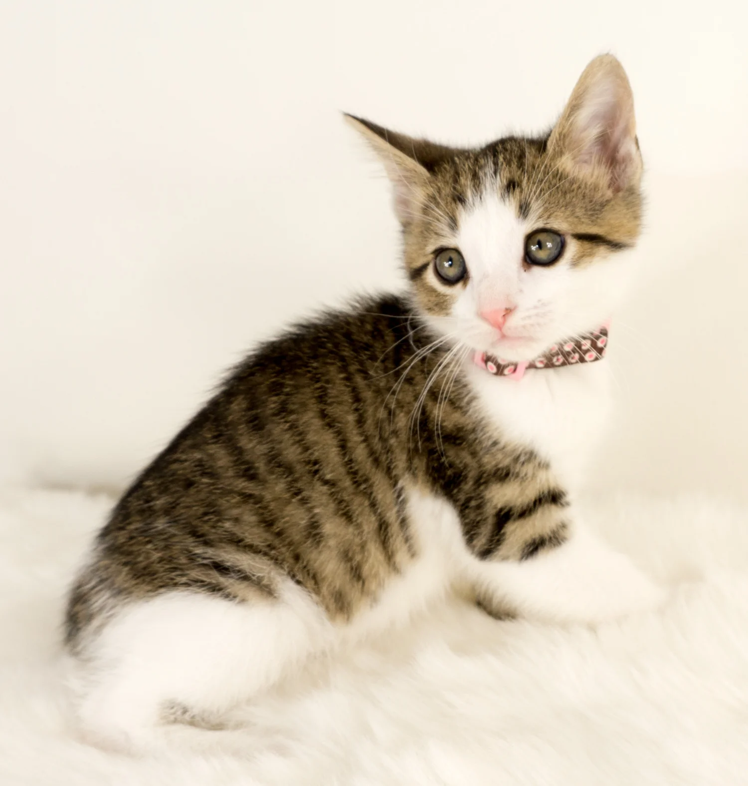 Introducing the Coffee Cats! — Kitten Academy