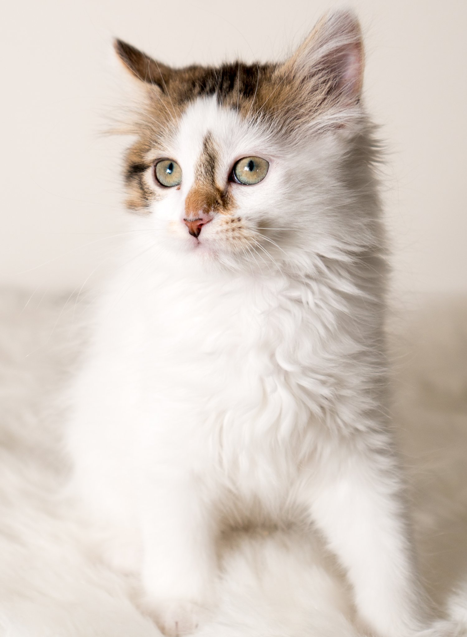 Angel's Fish Graduation! — Kitten Academy