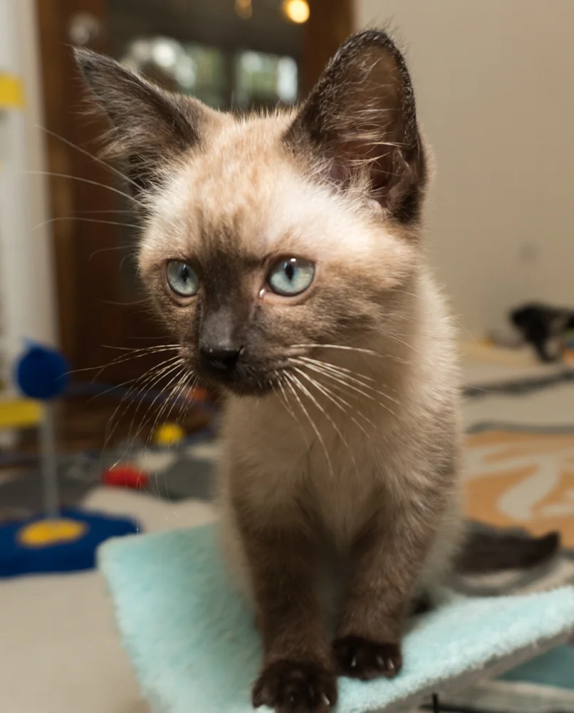 Welcome New Momcat, Roux! — Kitten Academy