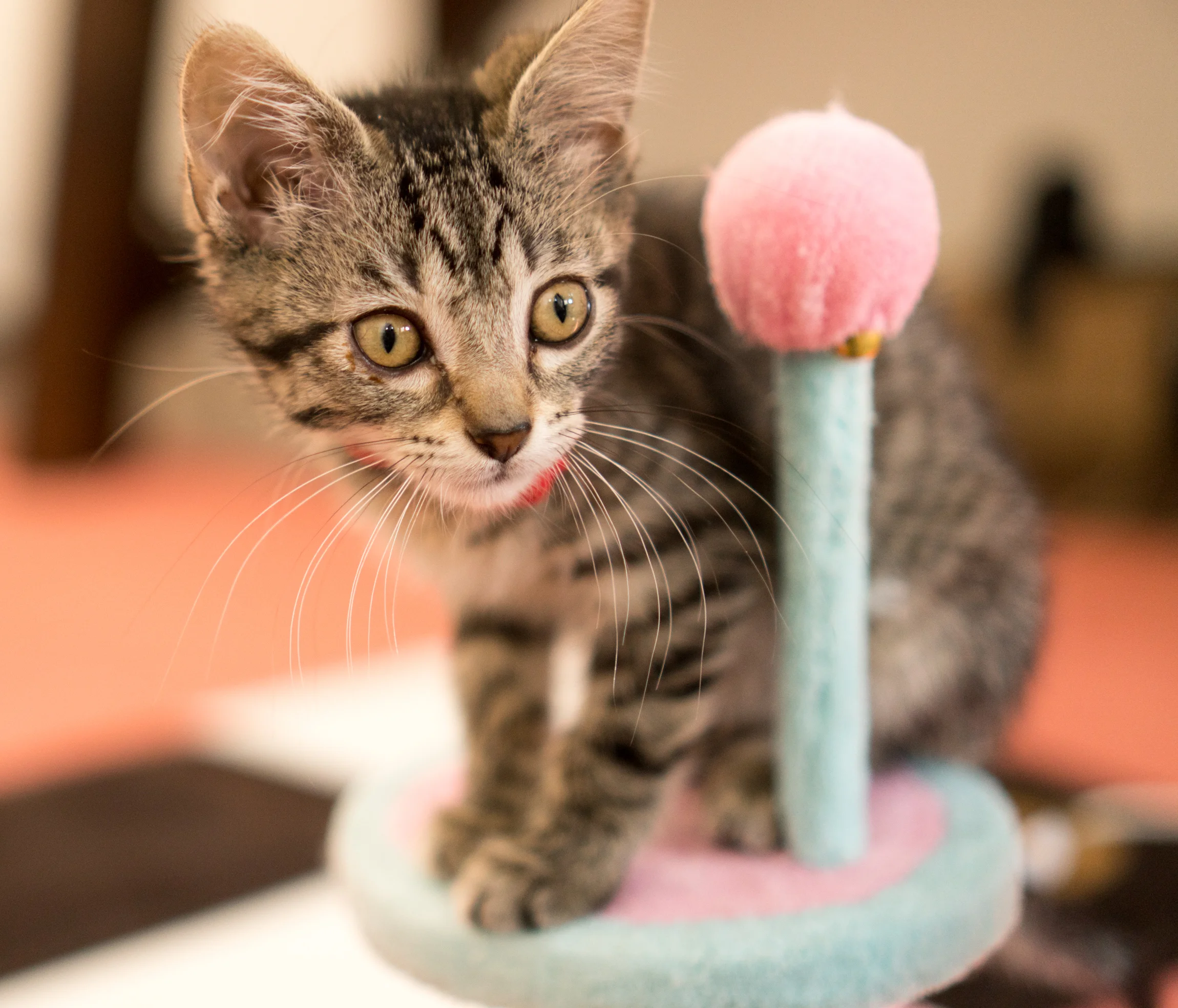 Welcome New Momcat, Roux! — Kitten Academy