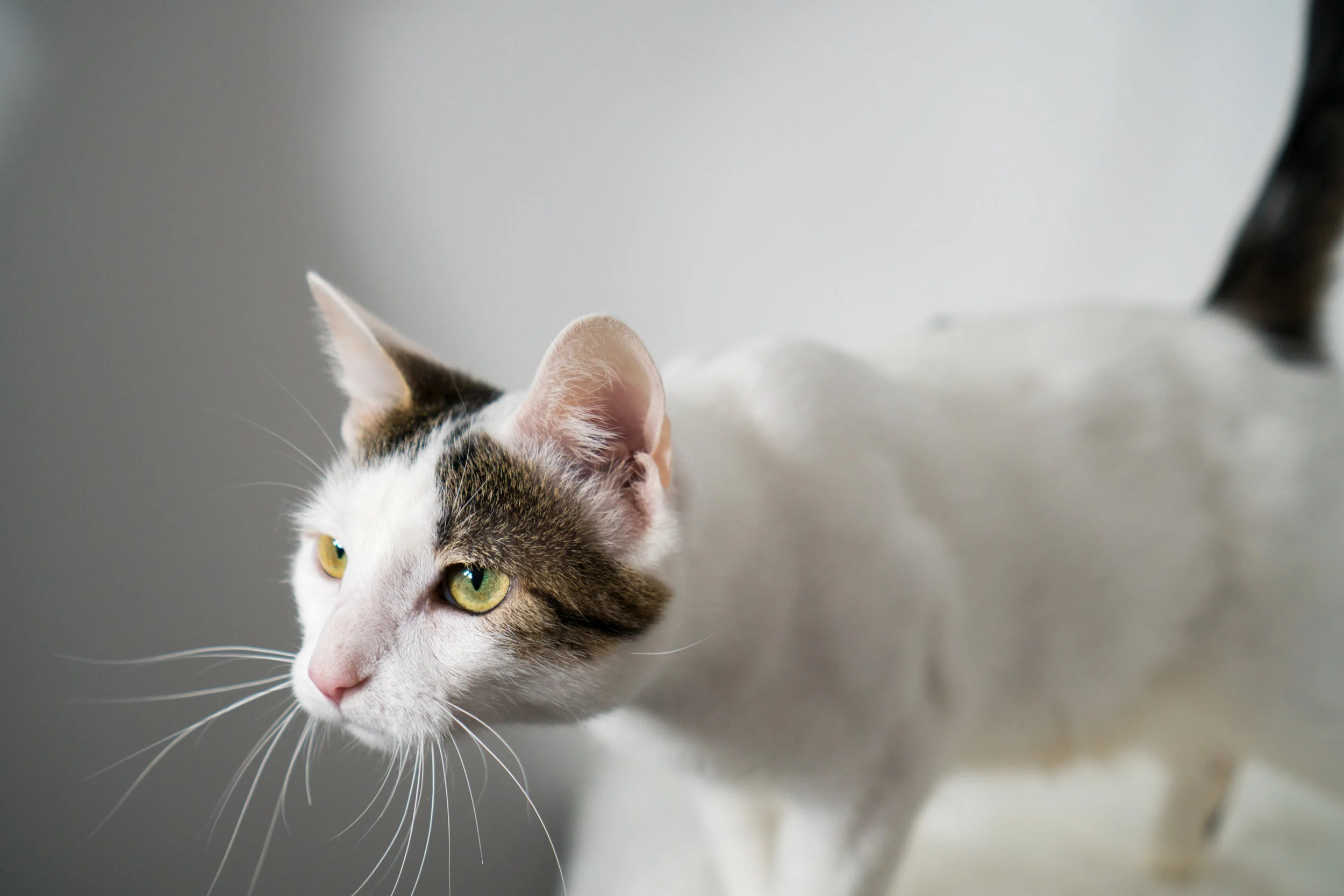 Welcome to the Cat Trees! — Kitten Academy