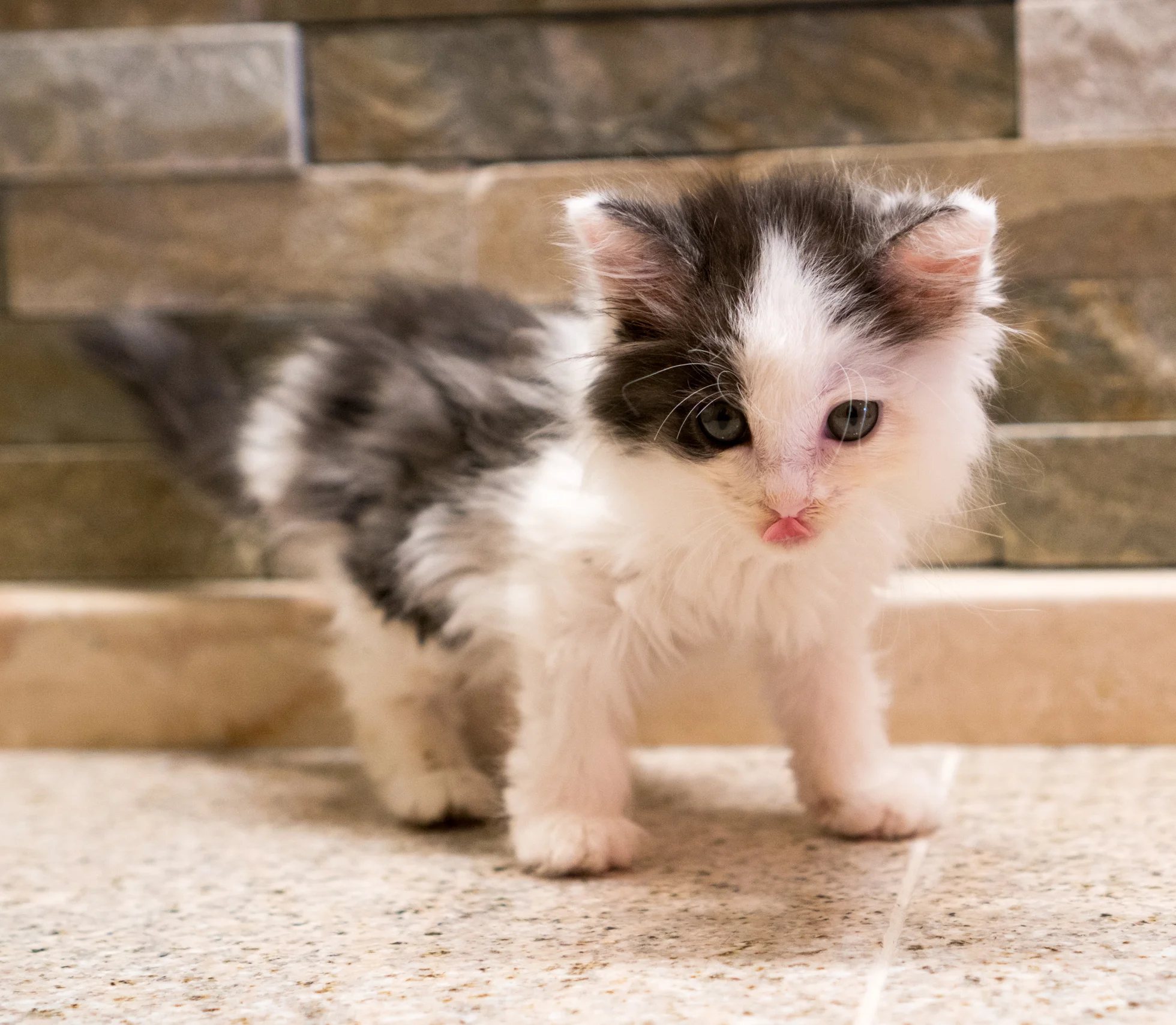 Welcome to the Cat Trees! — Kitten Academy