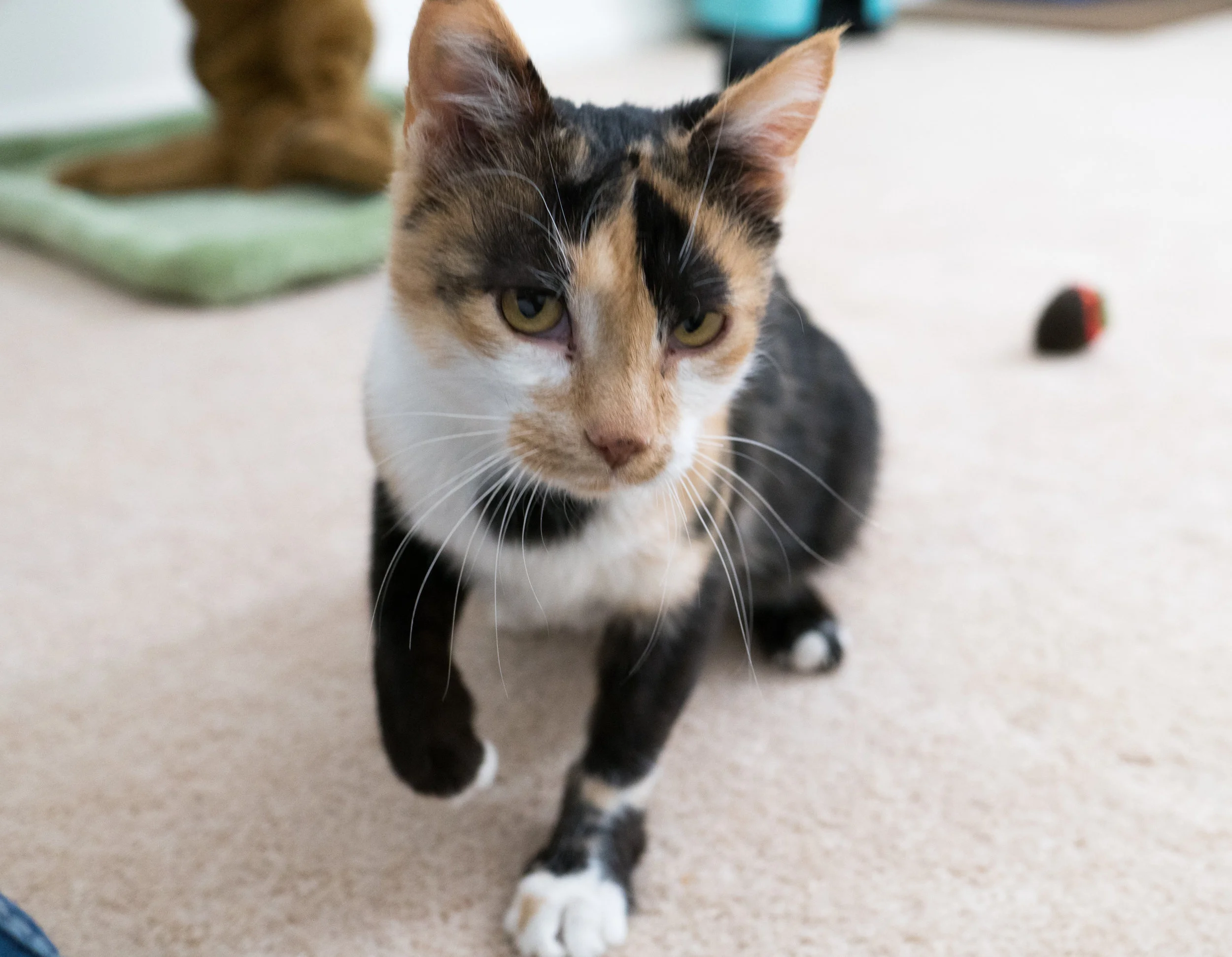 Photodump with Lots of Mews! — Kitten Academy