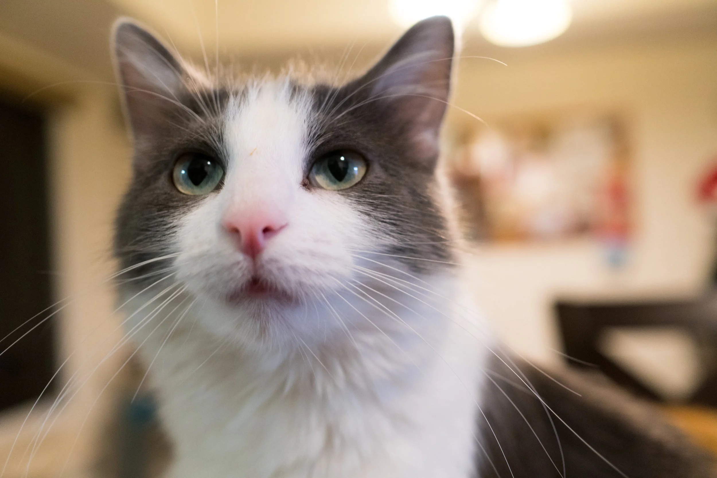 Photodump with Lots of Mews! — Kitten Academy