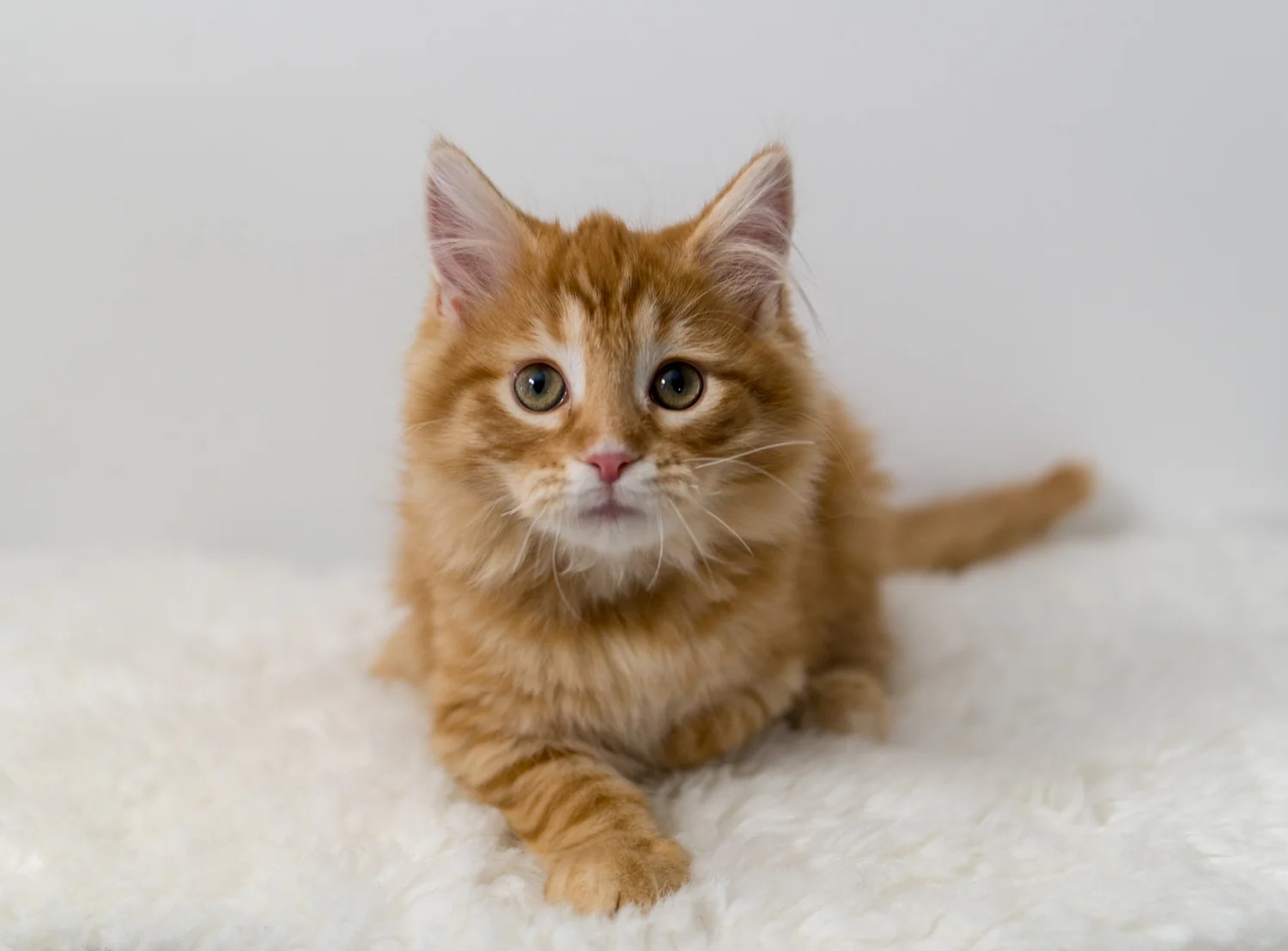 mewnits — Mewspaper — Kitten Academy