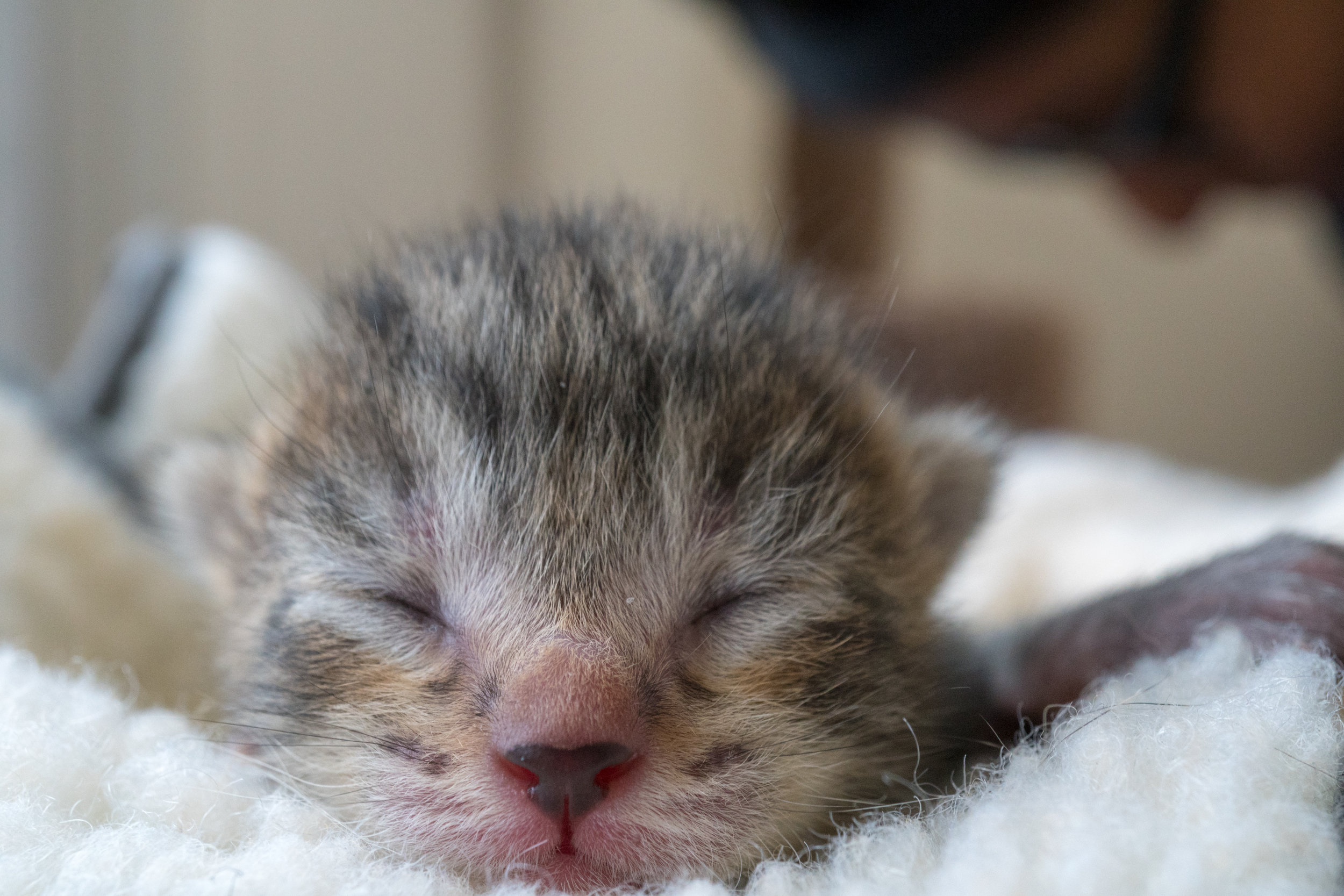 Baf Time Kittens Updates! — Kitten Academy