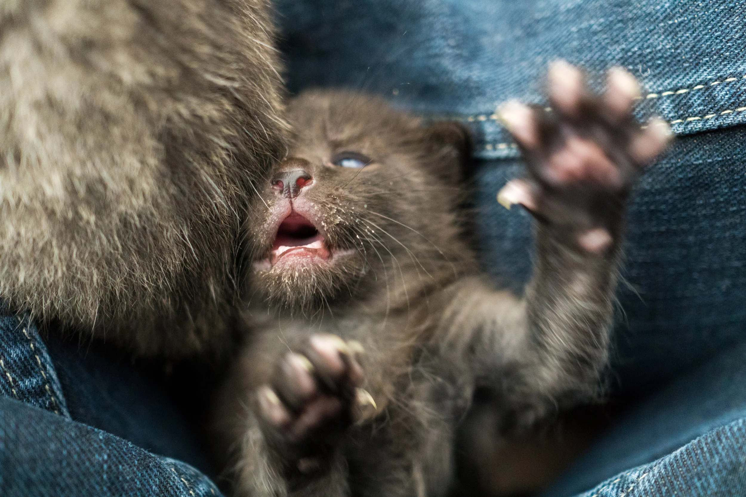 Baf Time Kittens Updates! — Kitten Academy