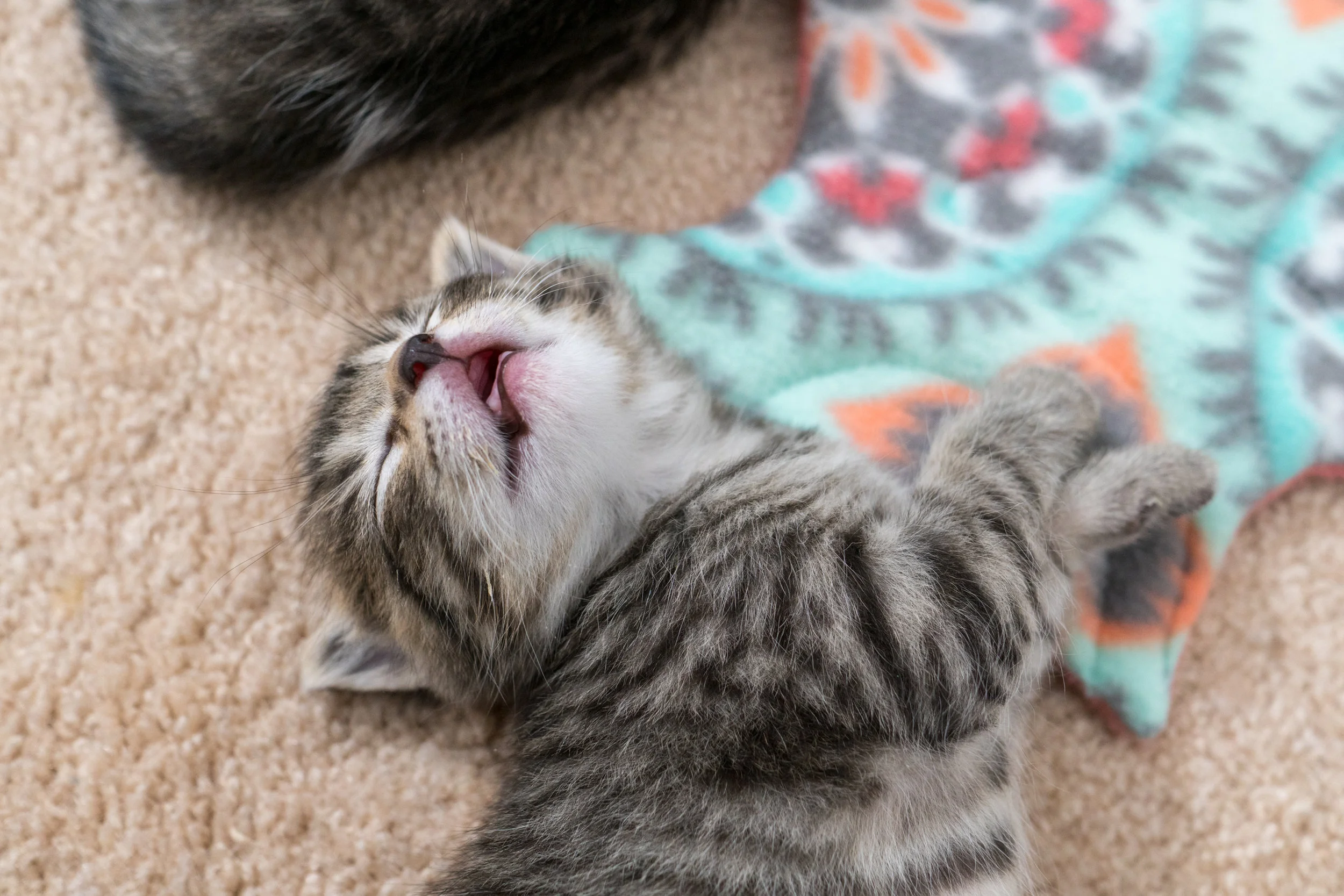 Baf Time Kittens Updates! — Kitten Academy