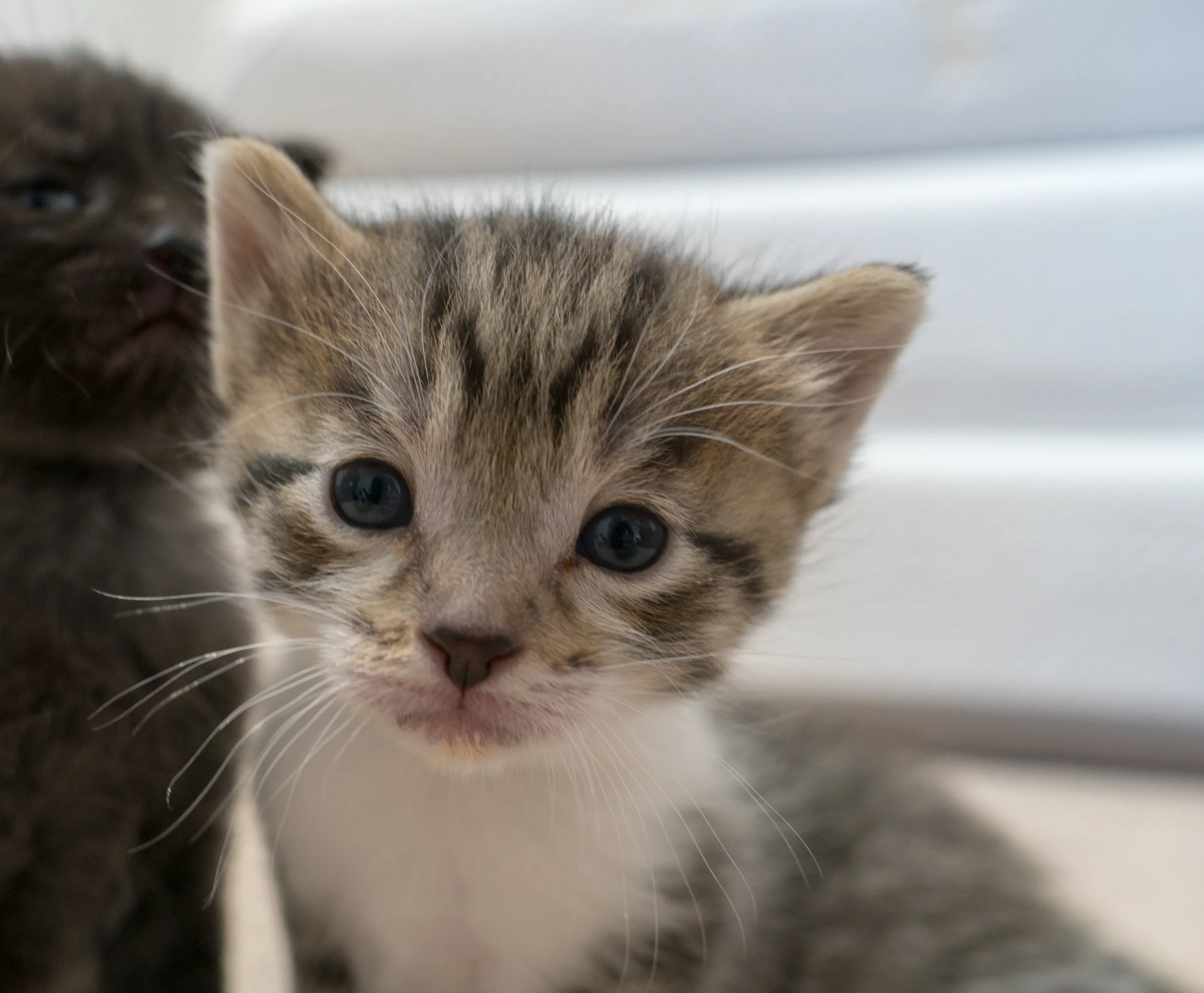 Baf Time Kittens Updates! — Kitten Academy