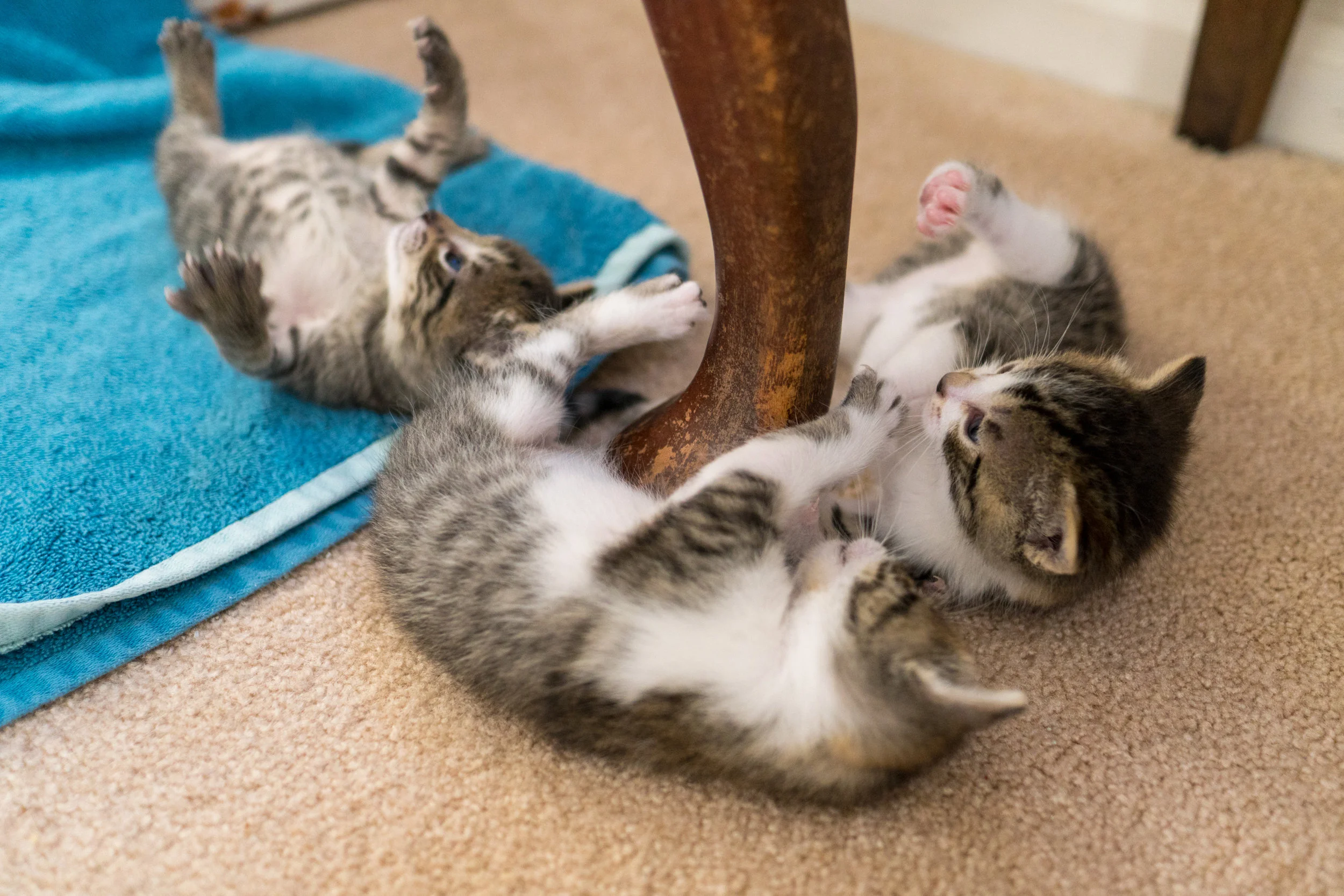 Baf Time Kittens Updates! — Kitten Academy