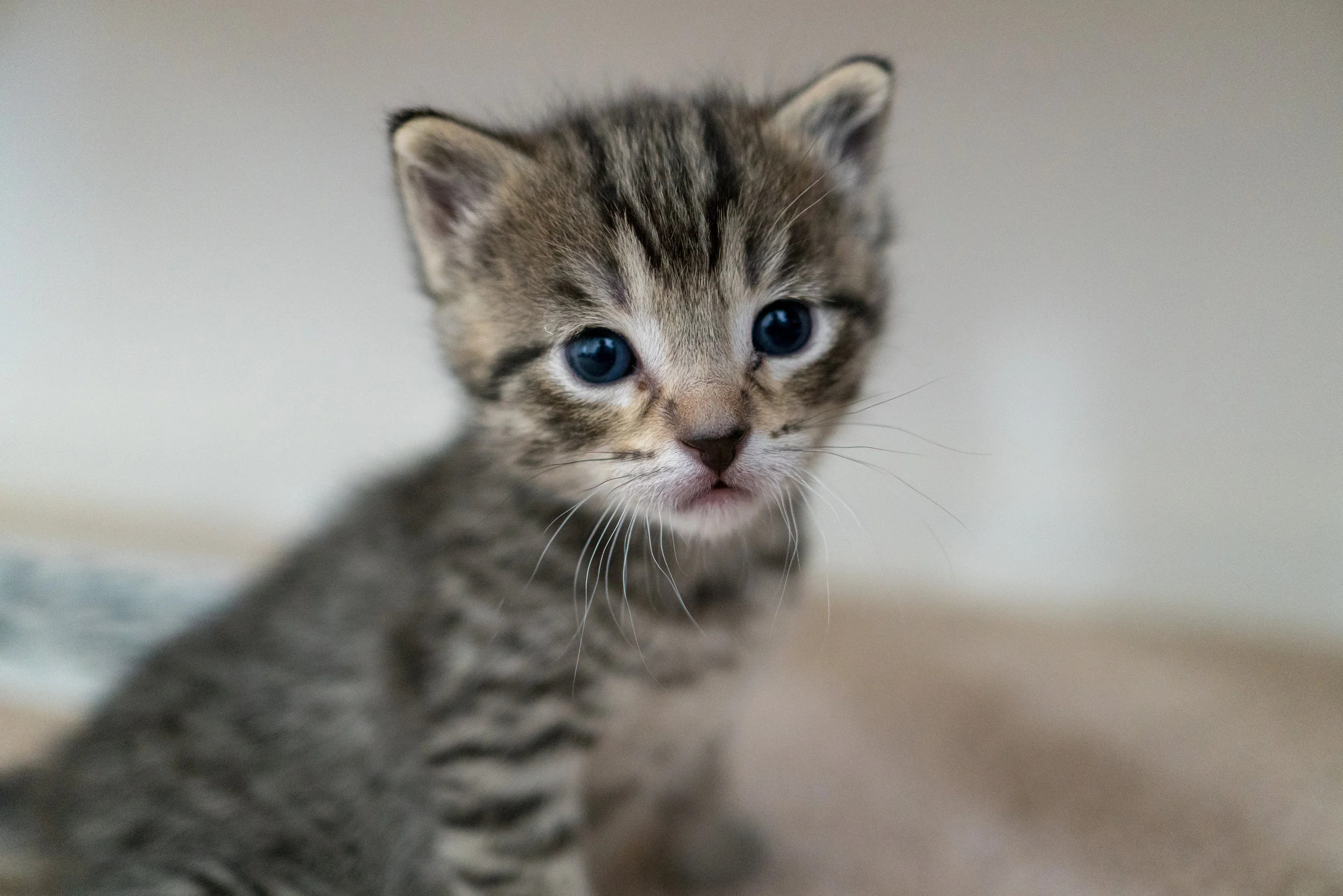 Baf Time Kittens Updates! — Kitten Academy