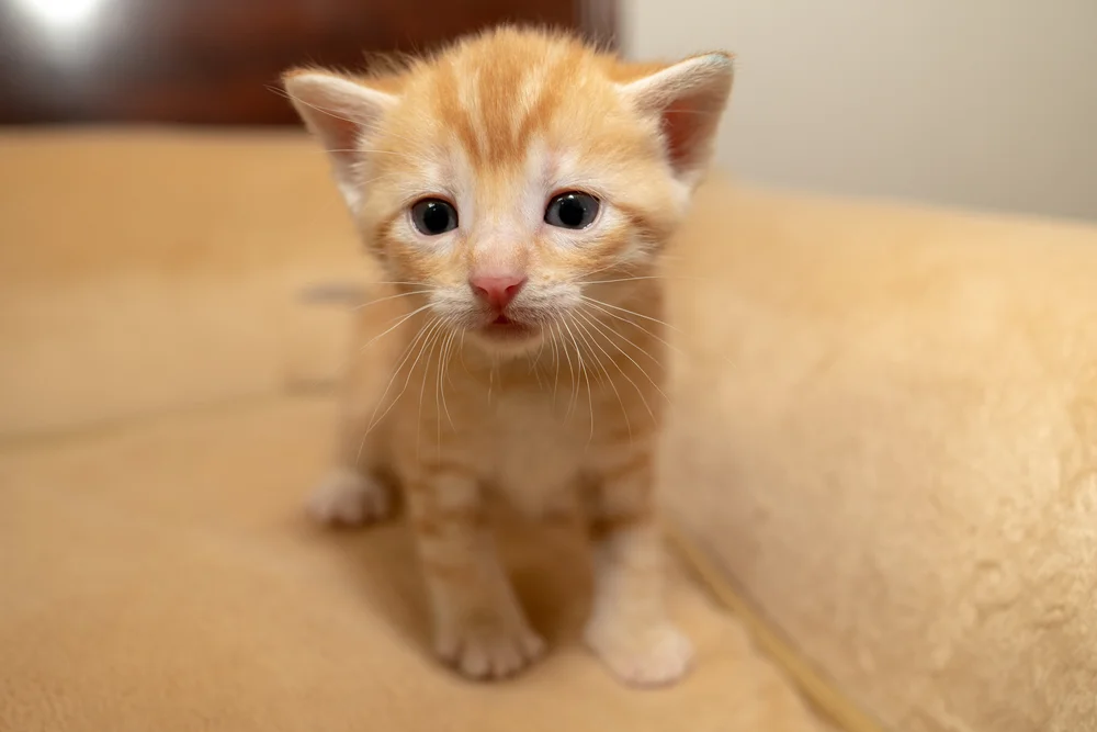 Breakfast Kittens Update Photos! — Kitten Academy
