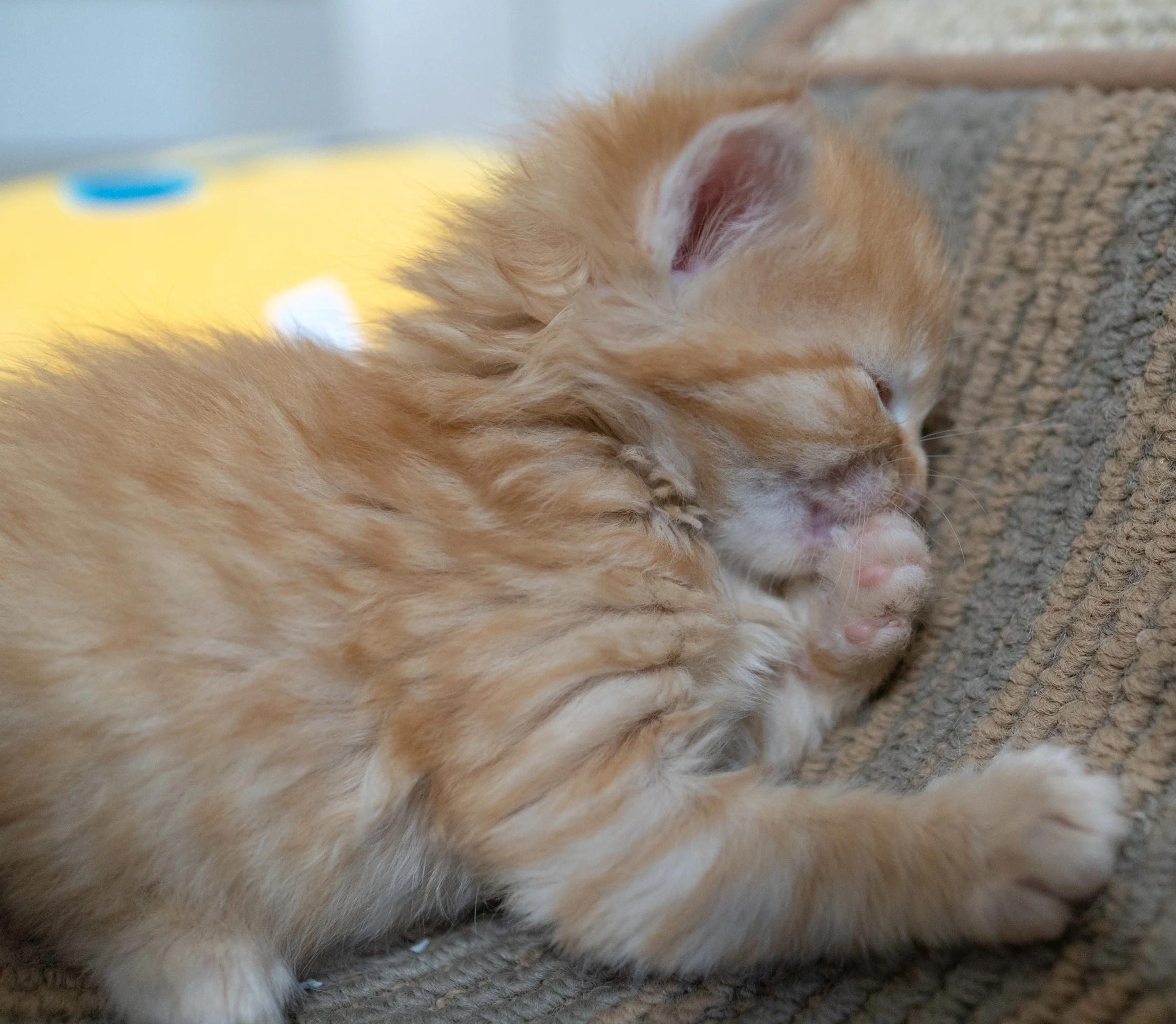 Breakfast Kittens Update Photos! — Kitten Academy