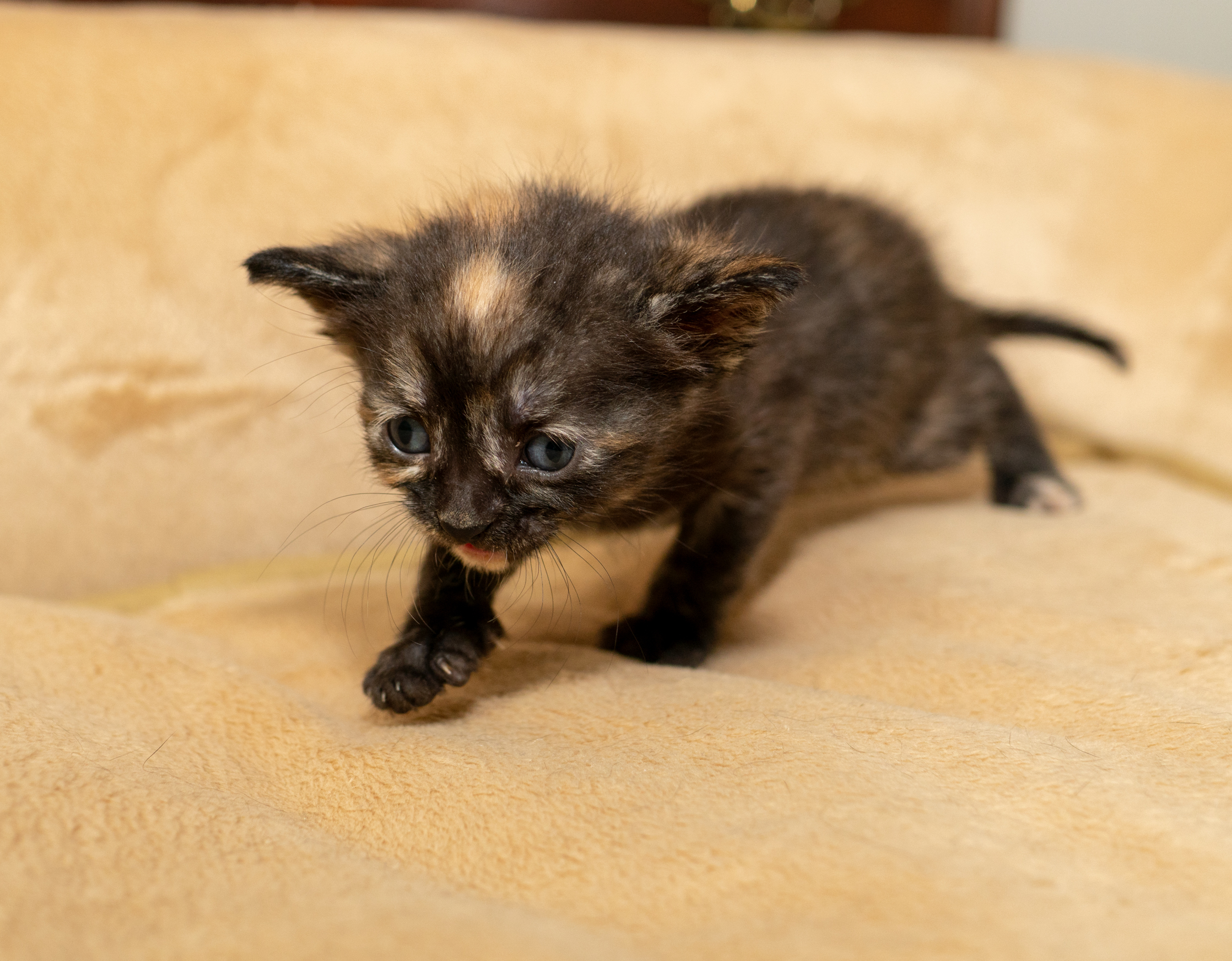 Breakfast Kittens Update Photos! — Kitten Academy
