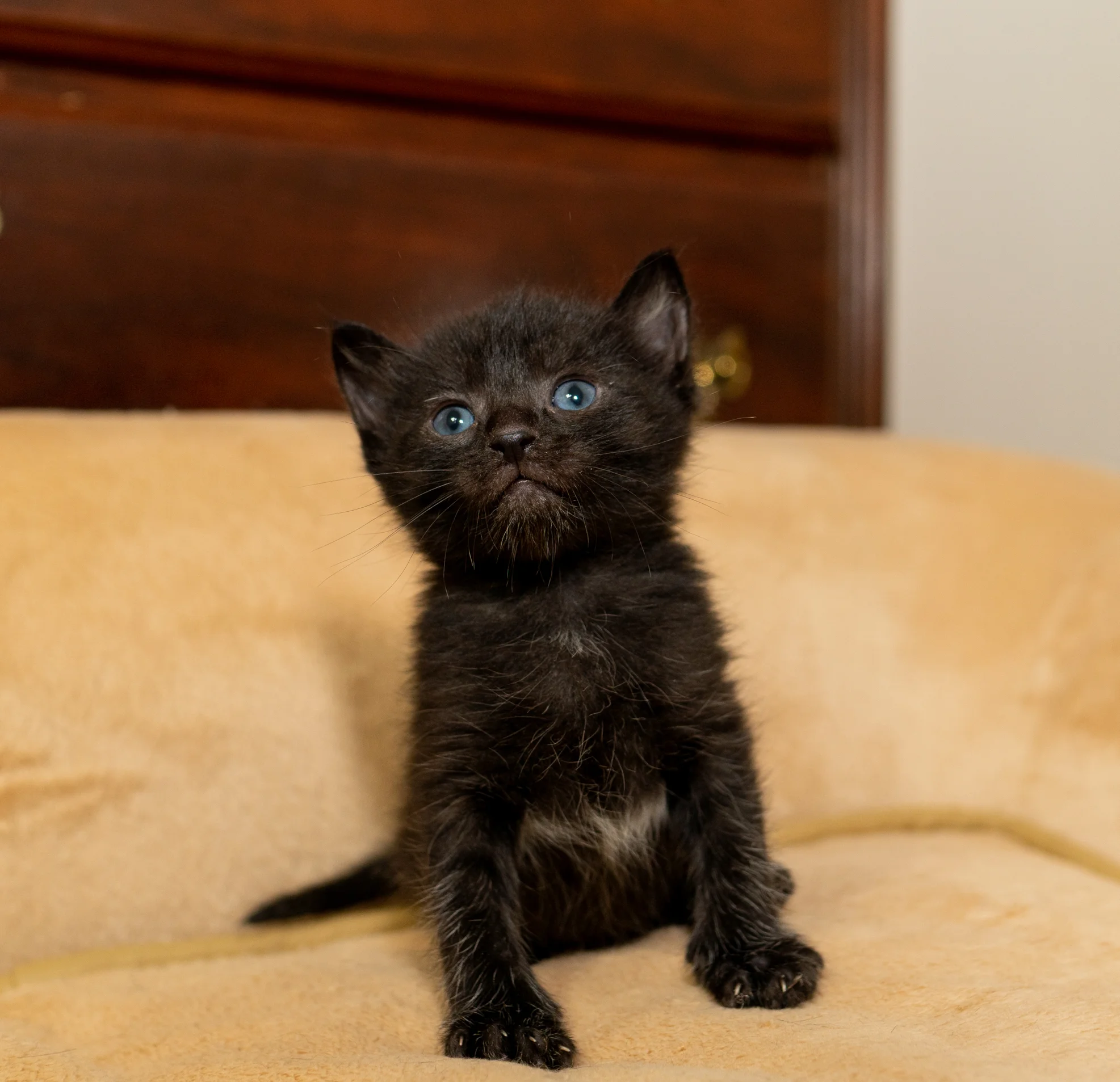Breakfast Kittens Update Photos! — Kitten Academy