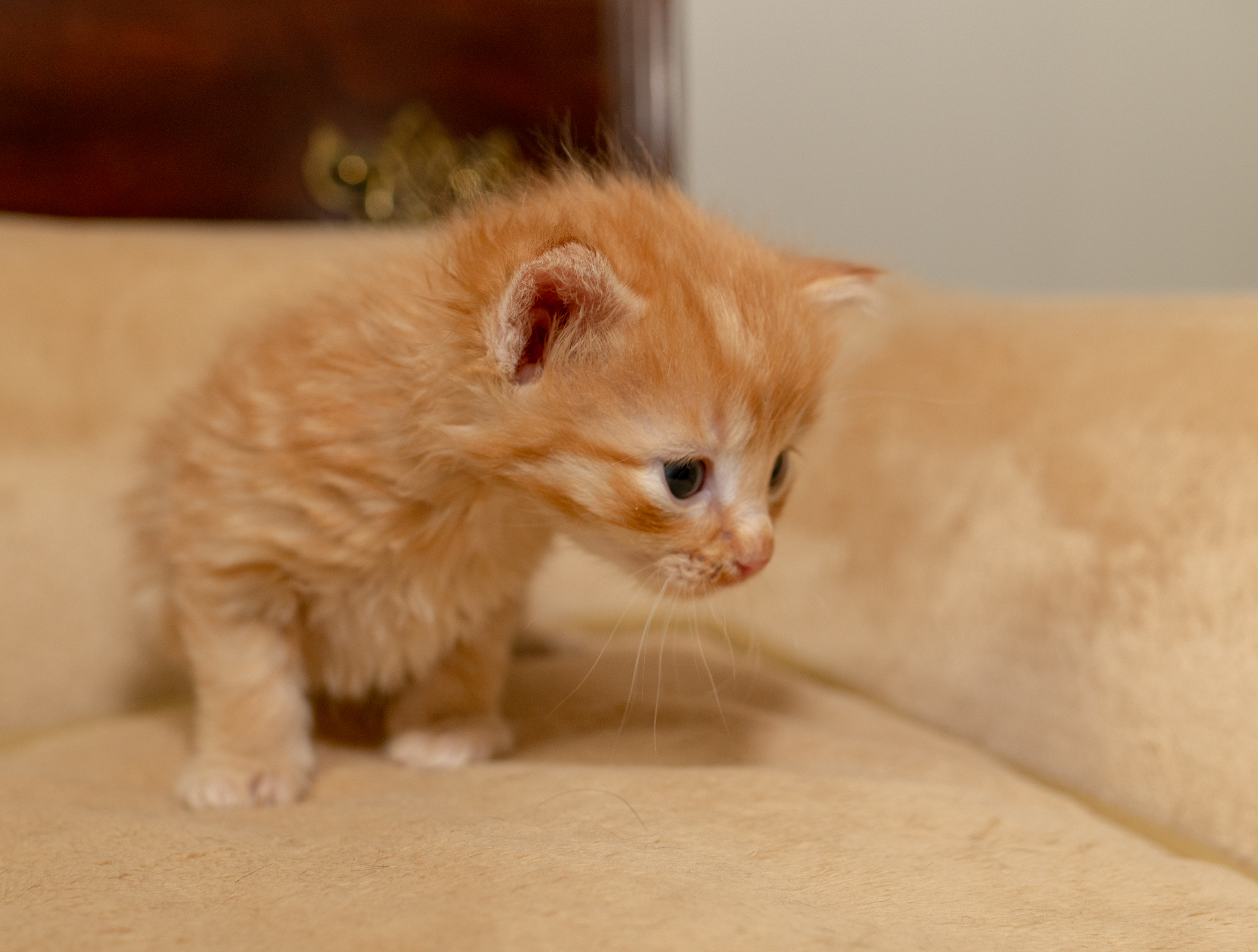 Breakfast Kittens Update Photos! — Kitten Academy