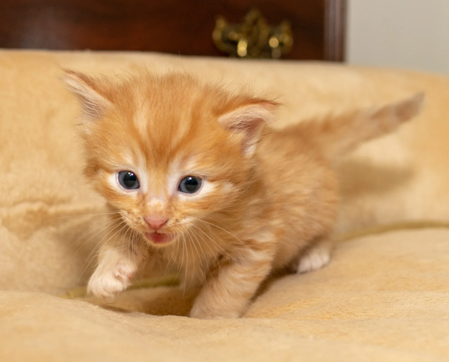 Breakfast Kittens Update Photos! — Kitten Academy
