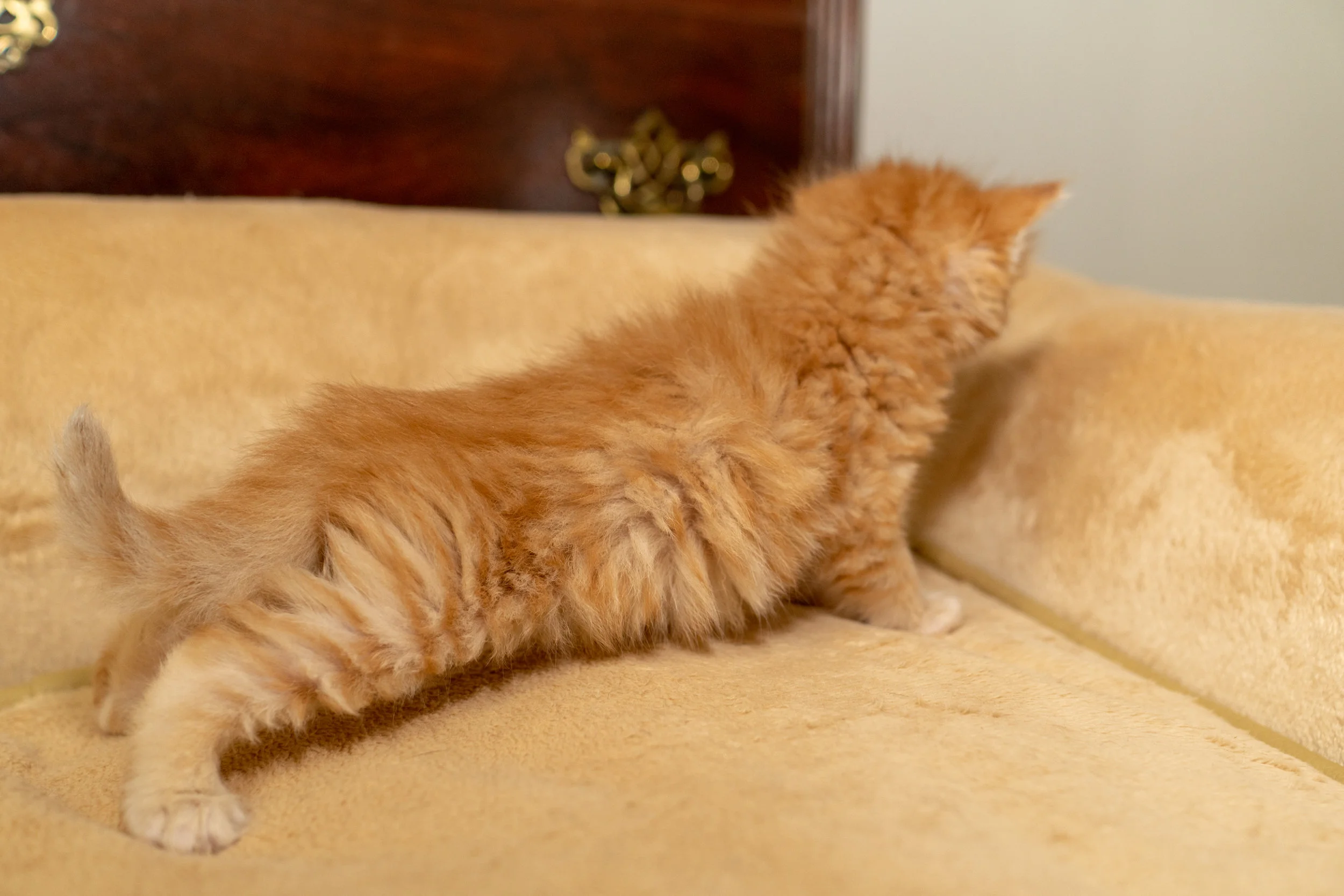 Breakfast Kittens Update Photos! — Kitten Academy