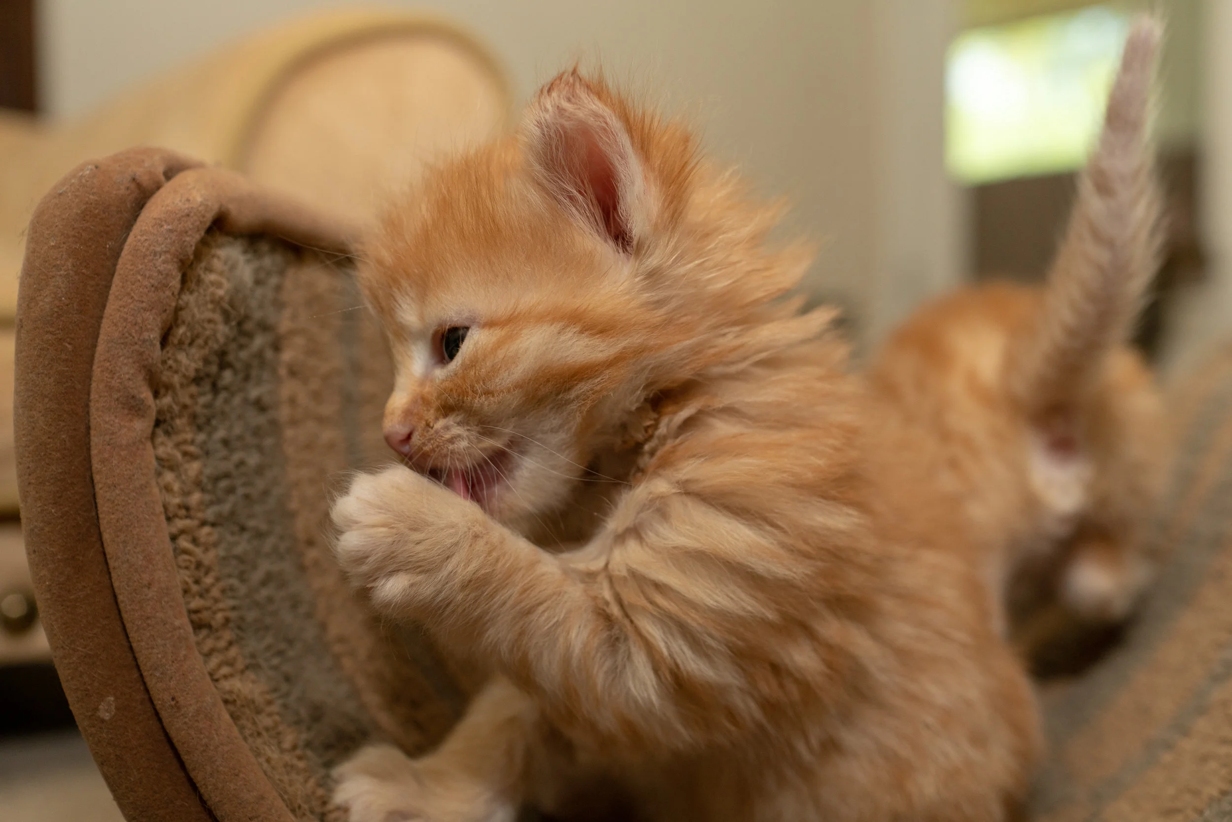 Breakfast Kittens Update Photos! — Kitten Academy