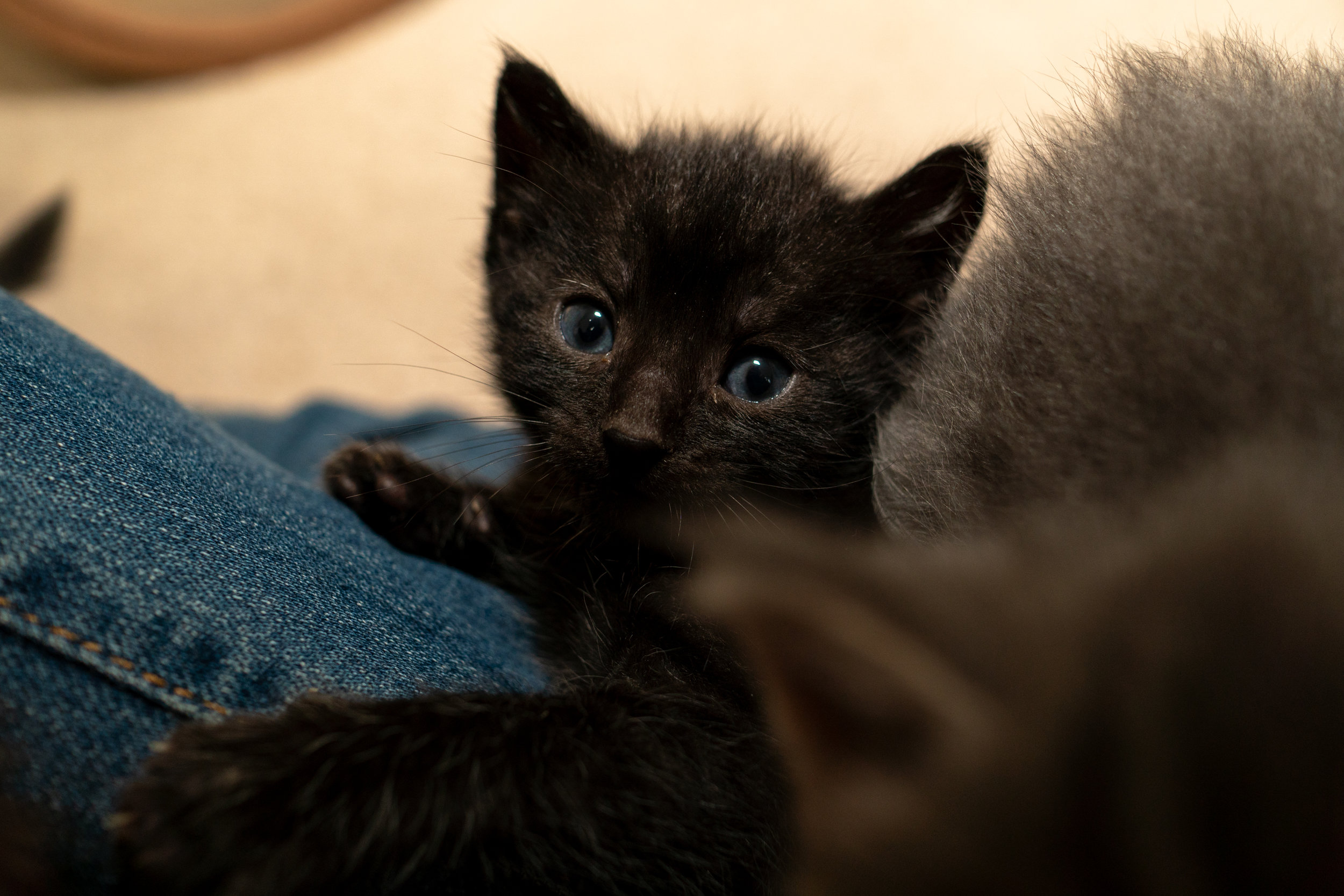 Breakfast Kittens Update Photos! — Kitten Academy