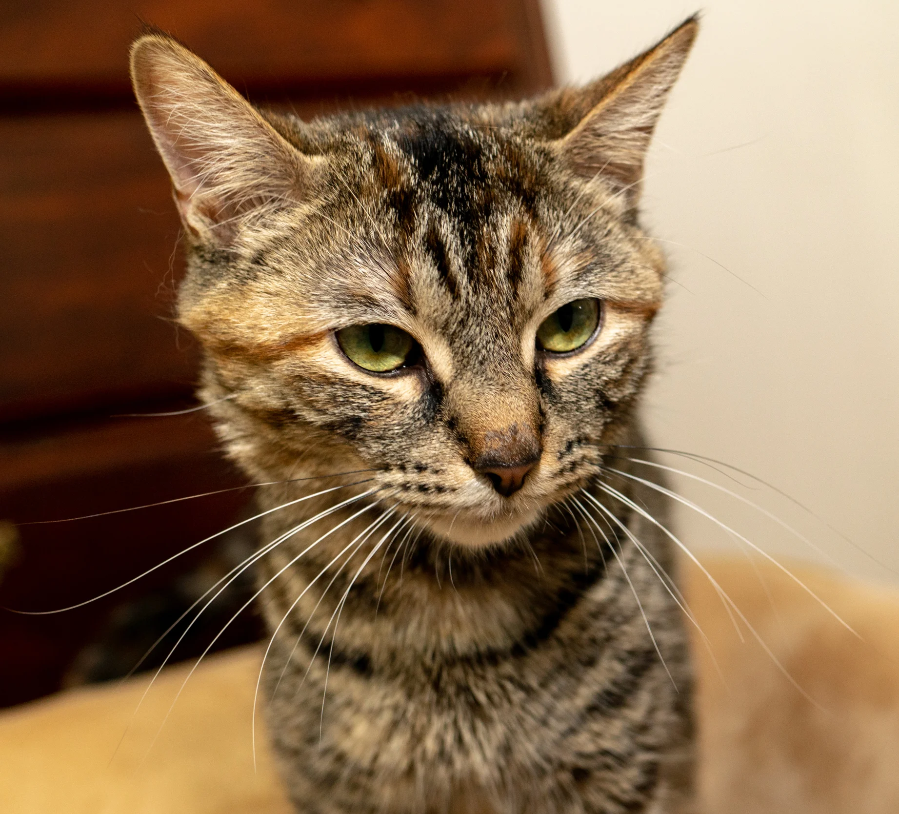 Breakfast Kittens Update Photos! — Kitten Academy