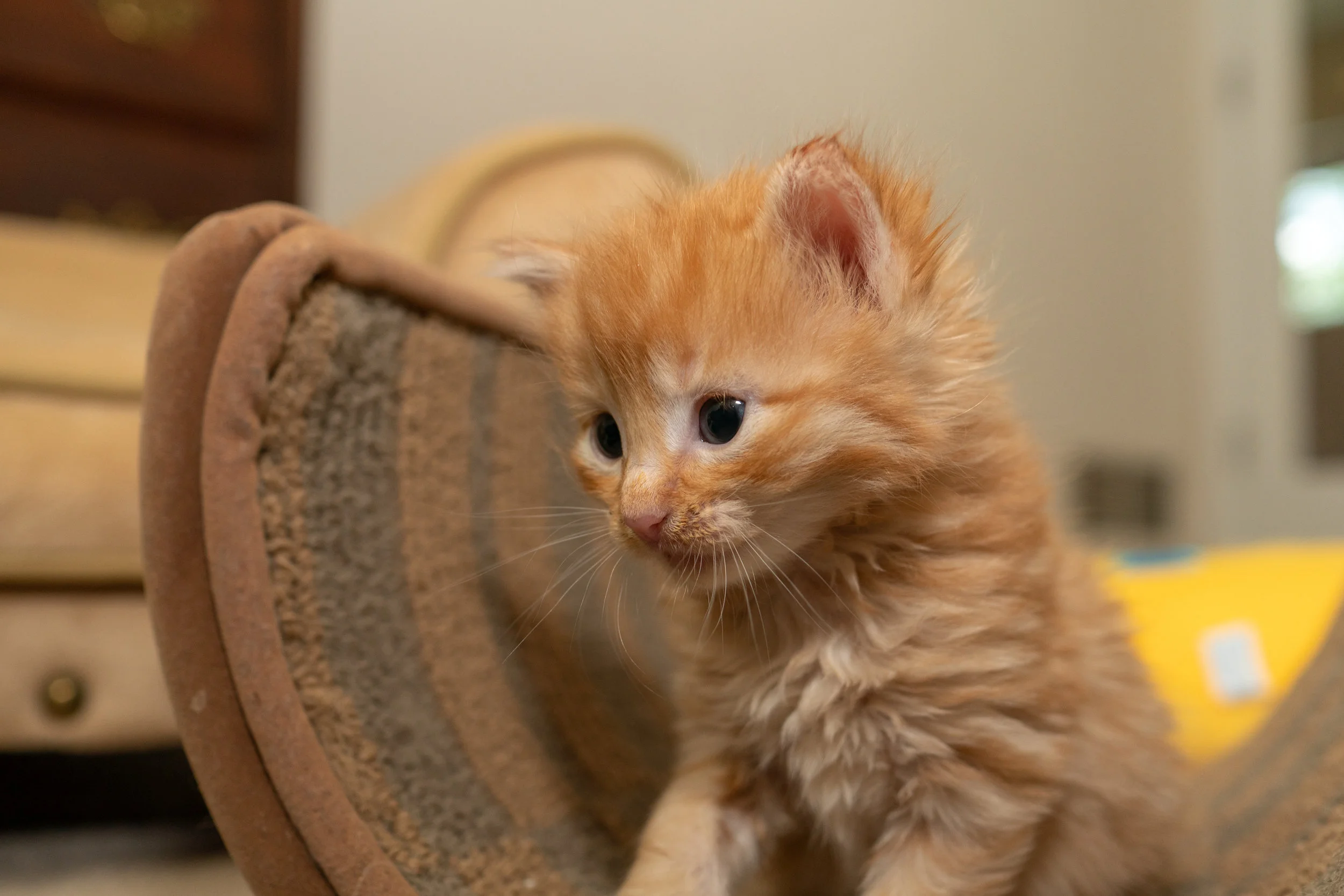 Breakfast Kittens Update Photos! — Kitten Academy