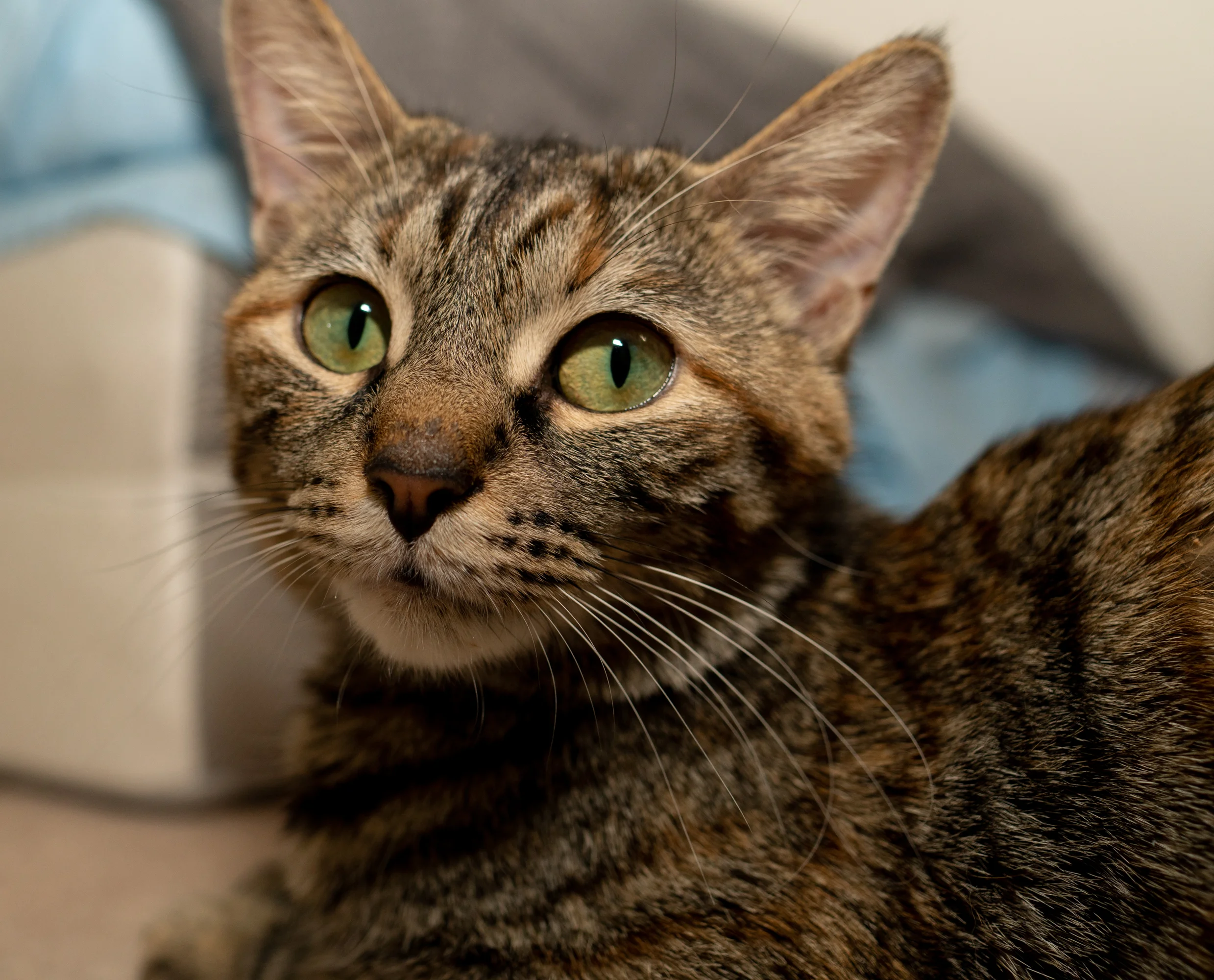 Breakfast Kittens Update Photos! — Kitten Academy